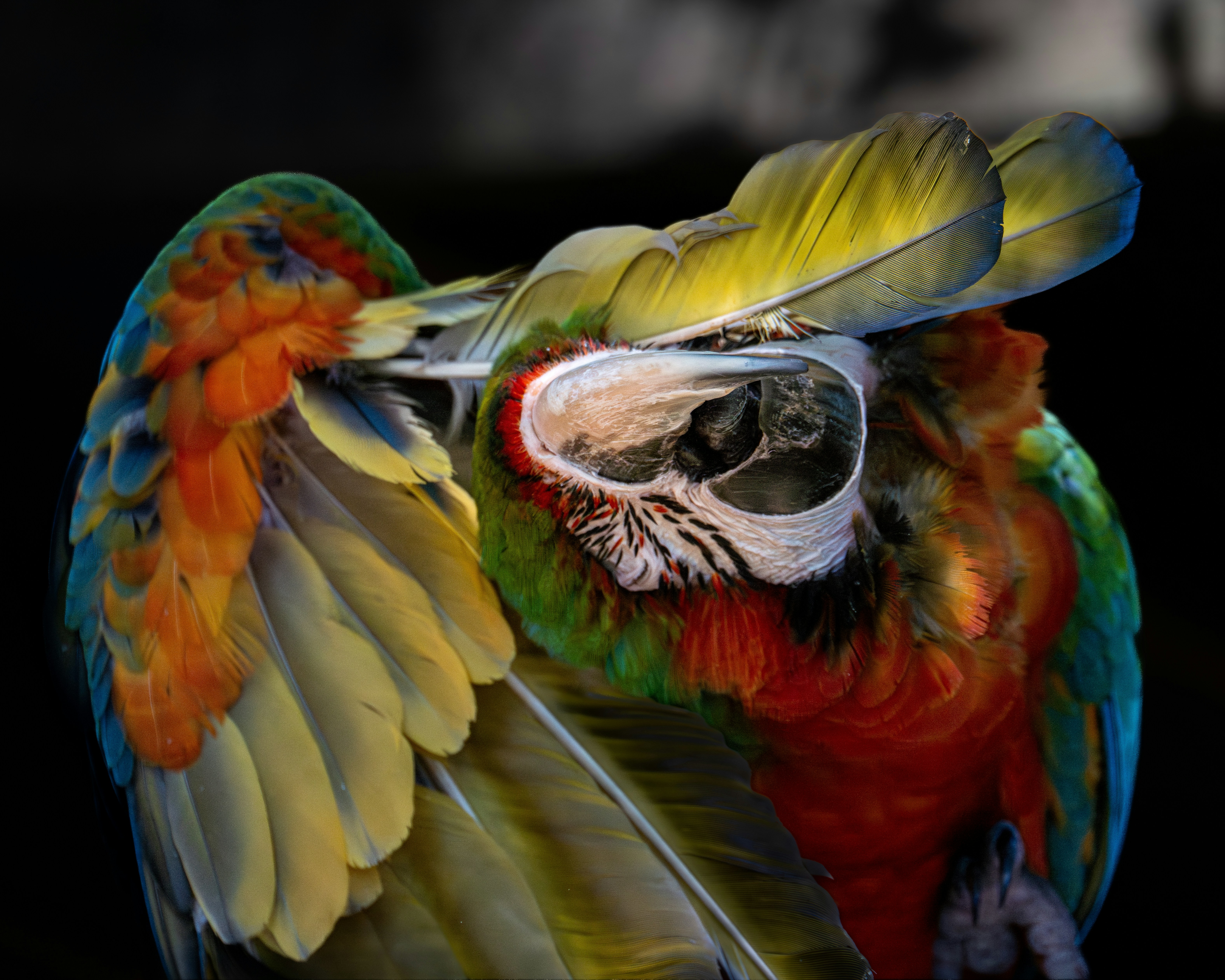 Vibrant parrot displaying its feathers in a dynamic pose, showcasing a spectrum of colors. The image highlights the intricate details of its plumage.