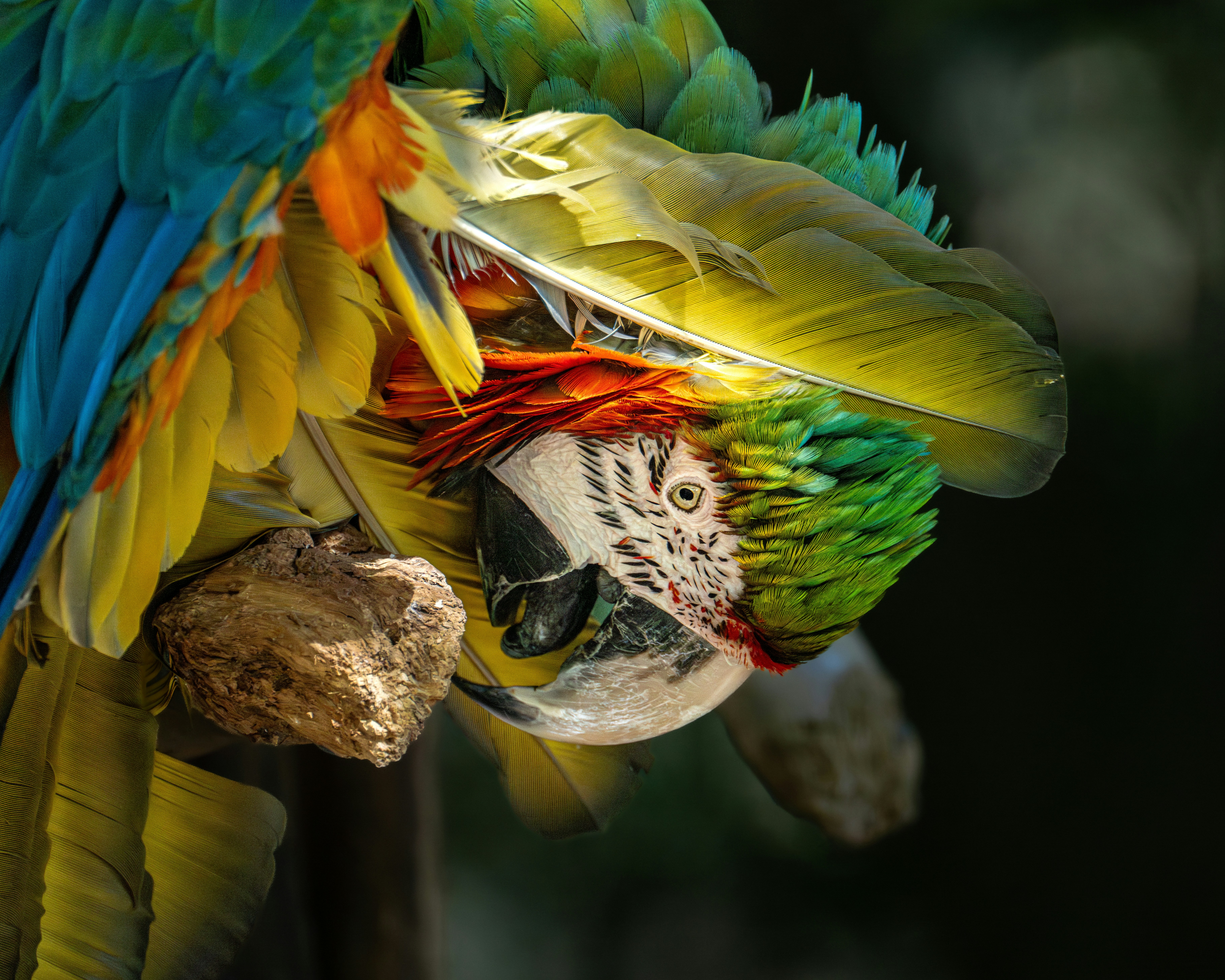 Colorful macaw perched upside down, showcasing its vivid plumage and expressive features.