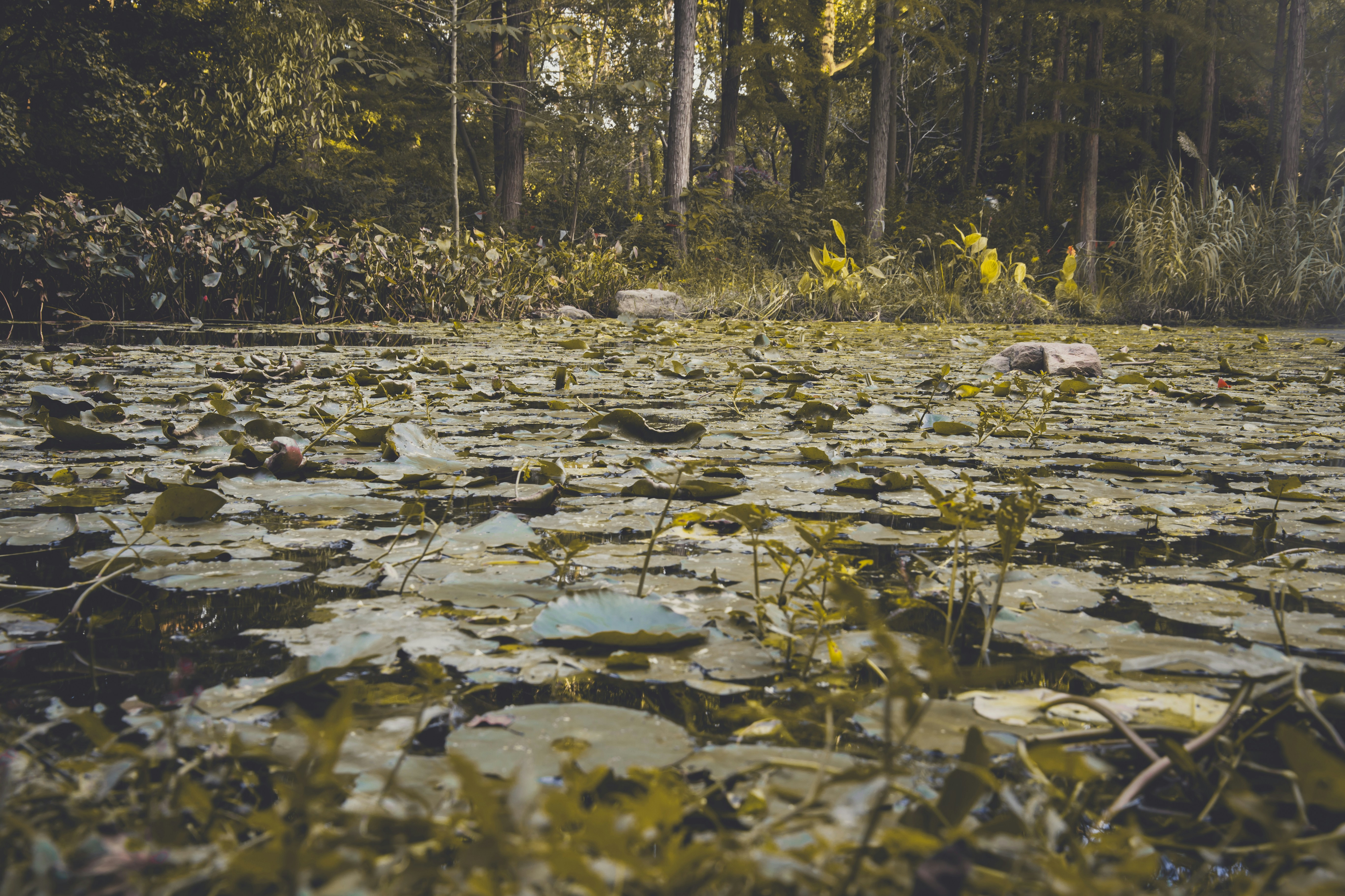 Lily pads float serenely on a tranquil pond, surrounded by lush greenery and tall grasses. Sunlight filters through the trees, creating a peaceful atmosphere.