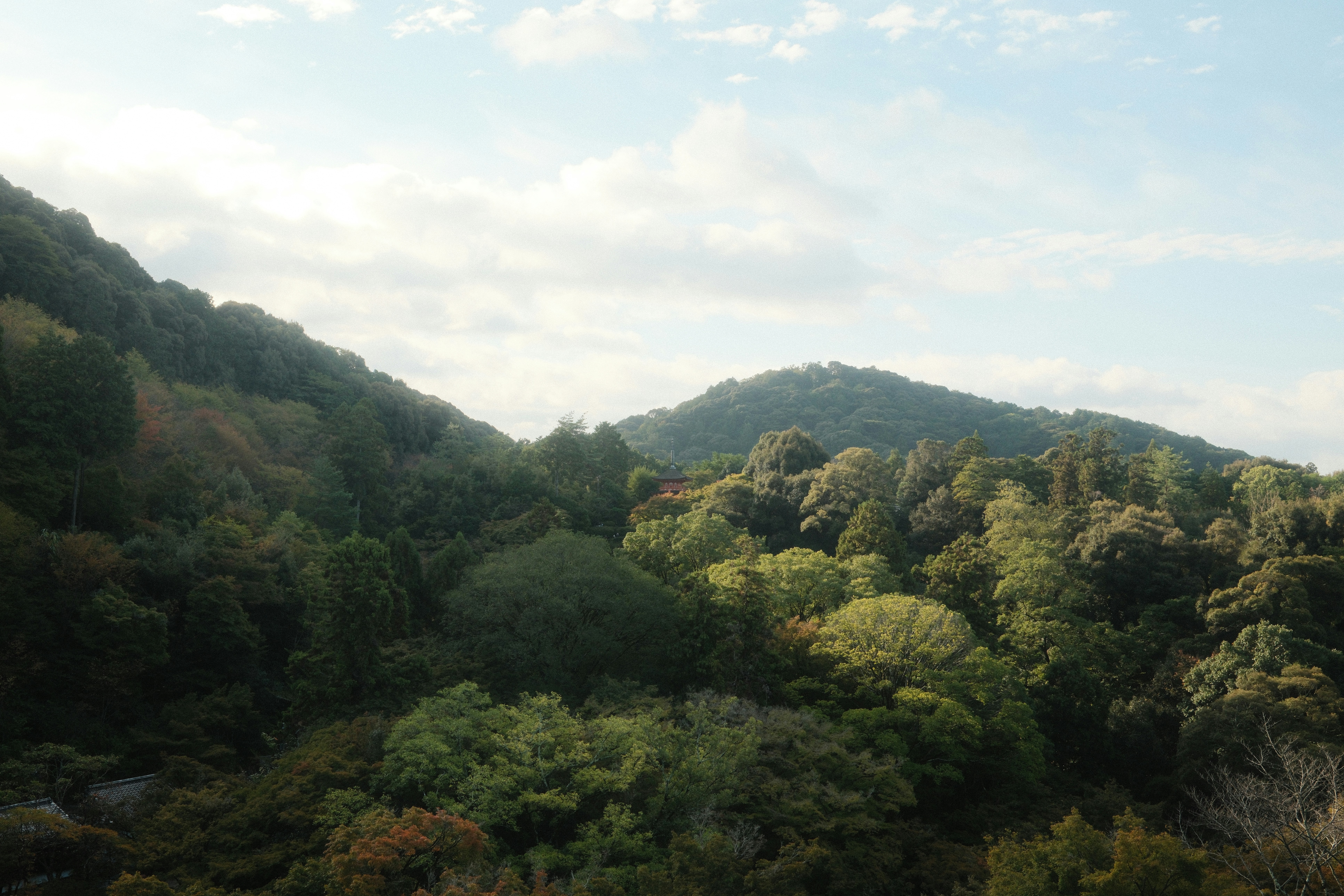 Lush green hills blanketed with diverse foliage under a soft, cloudy sky. The scene captures the serene beauty of a forest landscape.