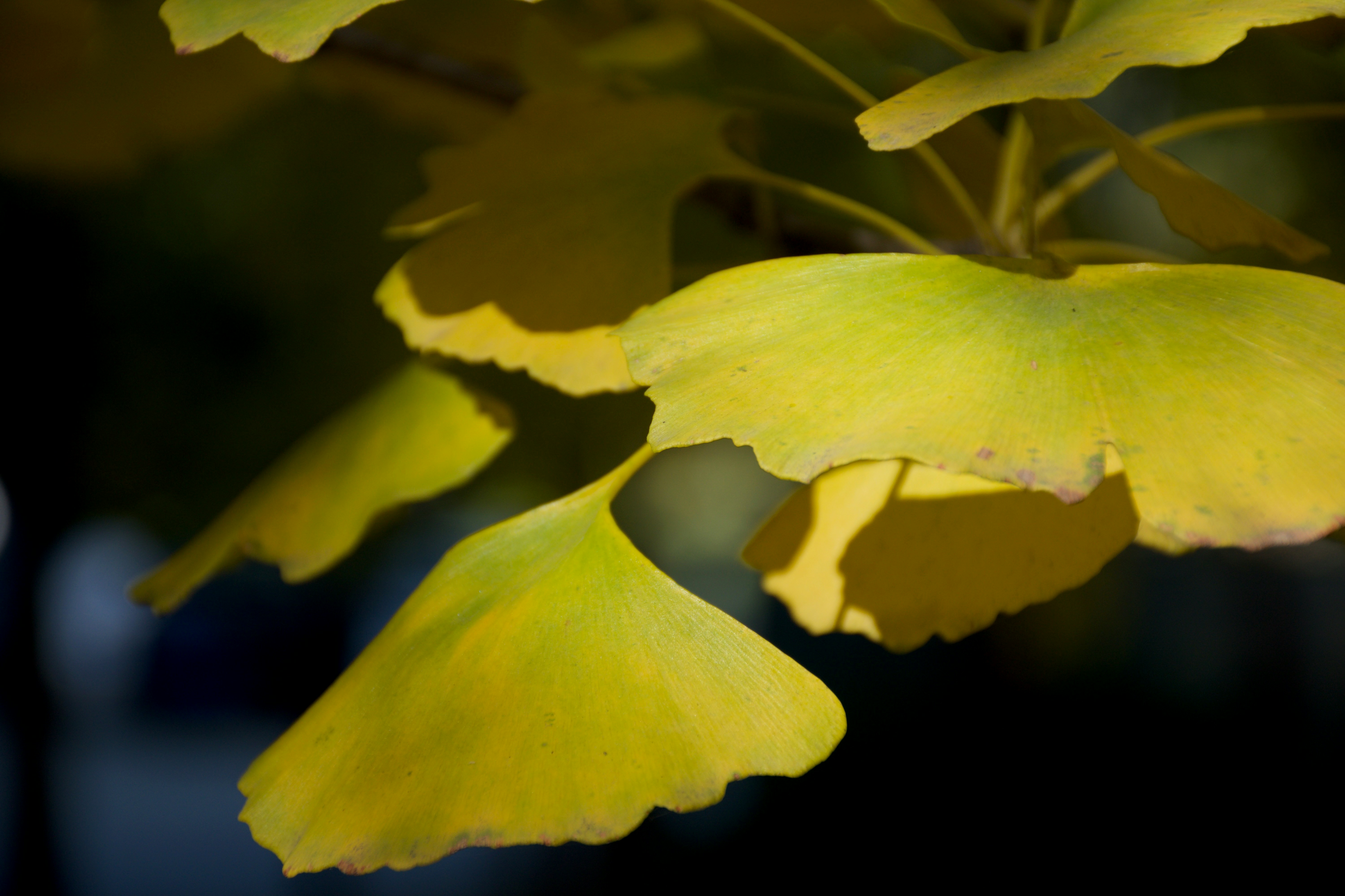 Vibrant yellow ginkgo leaves illuminated by sunlight, creating a striking contrast against a dark background.