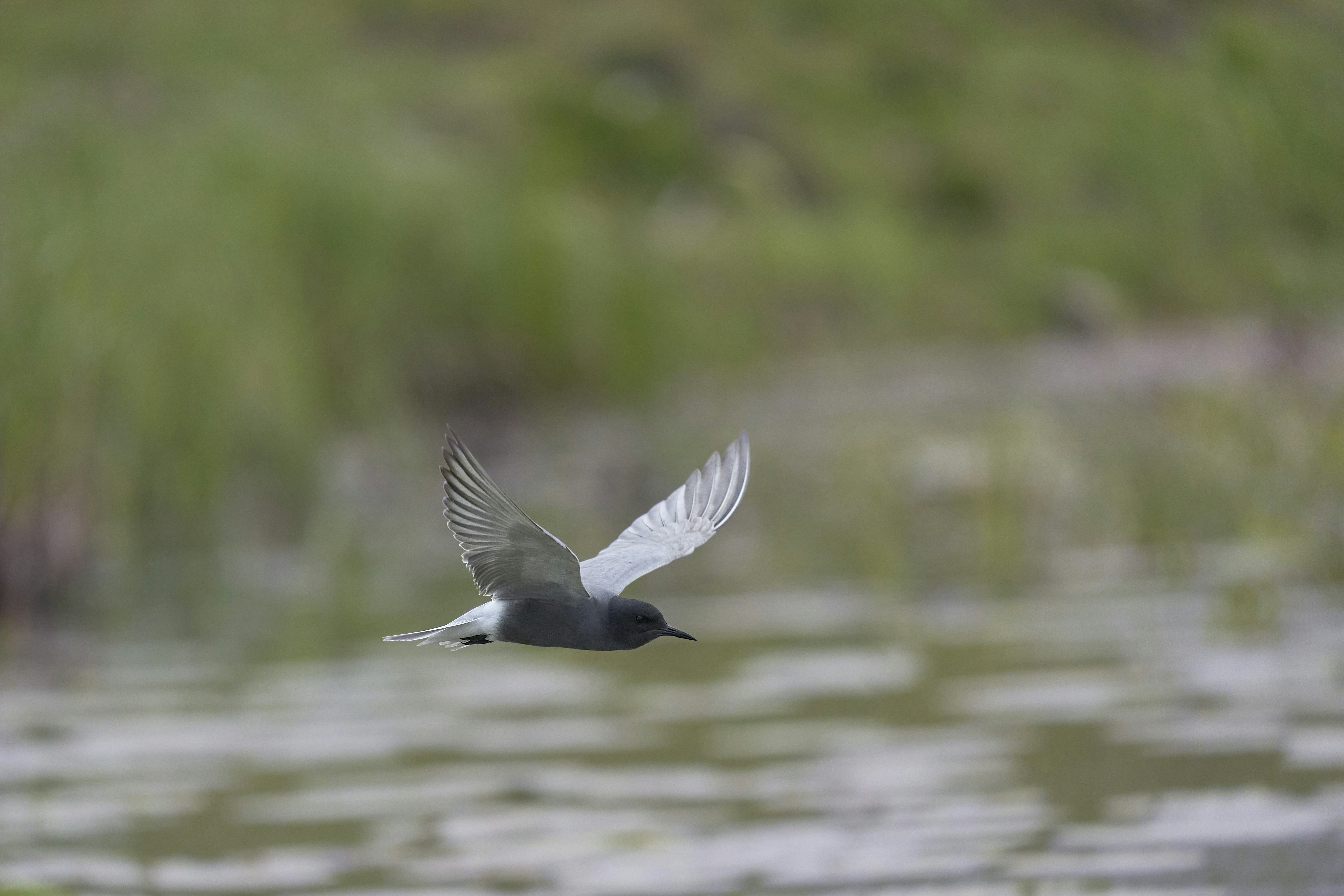 A gray bird flies over water with lily pads.