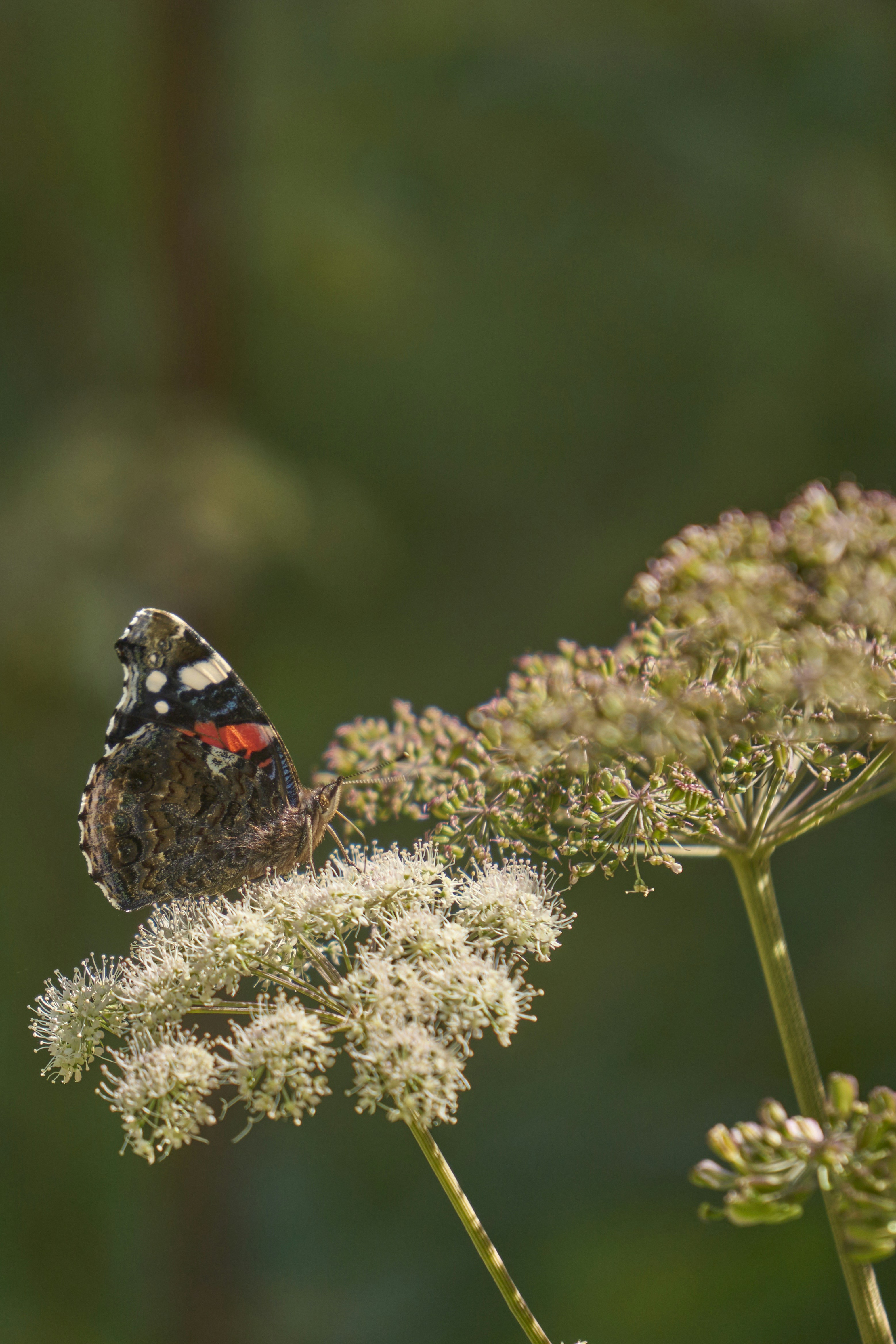A butterfly rests on a white flower.