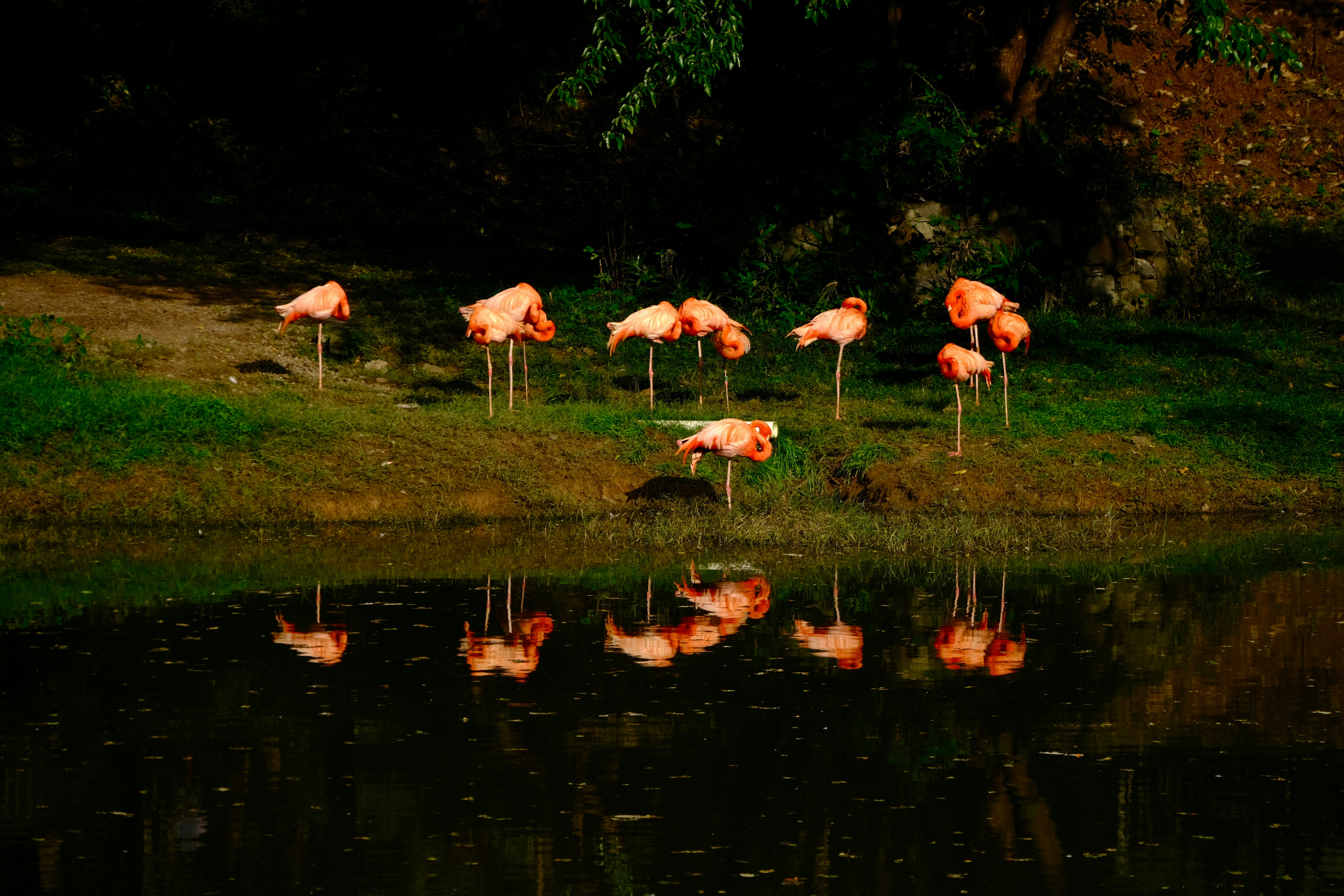 A group of flamingos resting by a tranquil pond, their reflections mirrored in the water's surface.