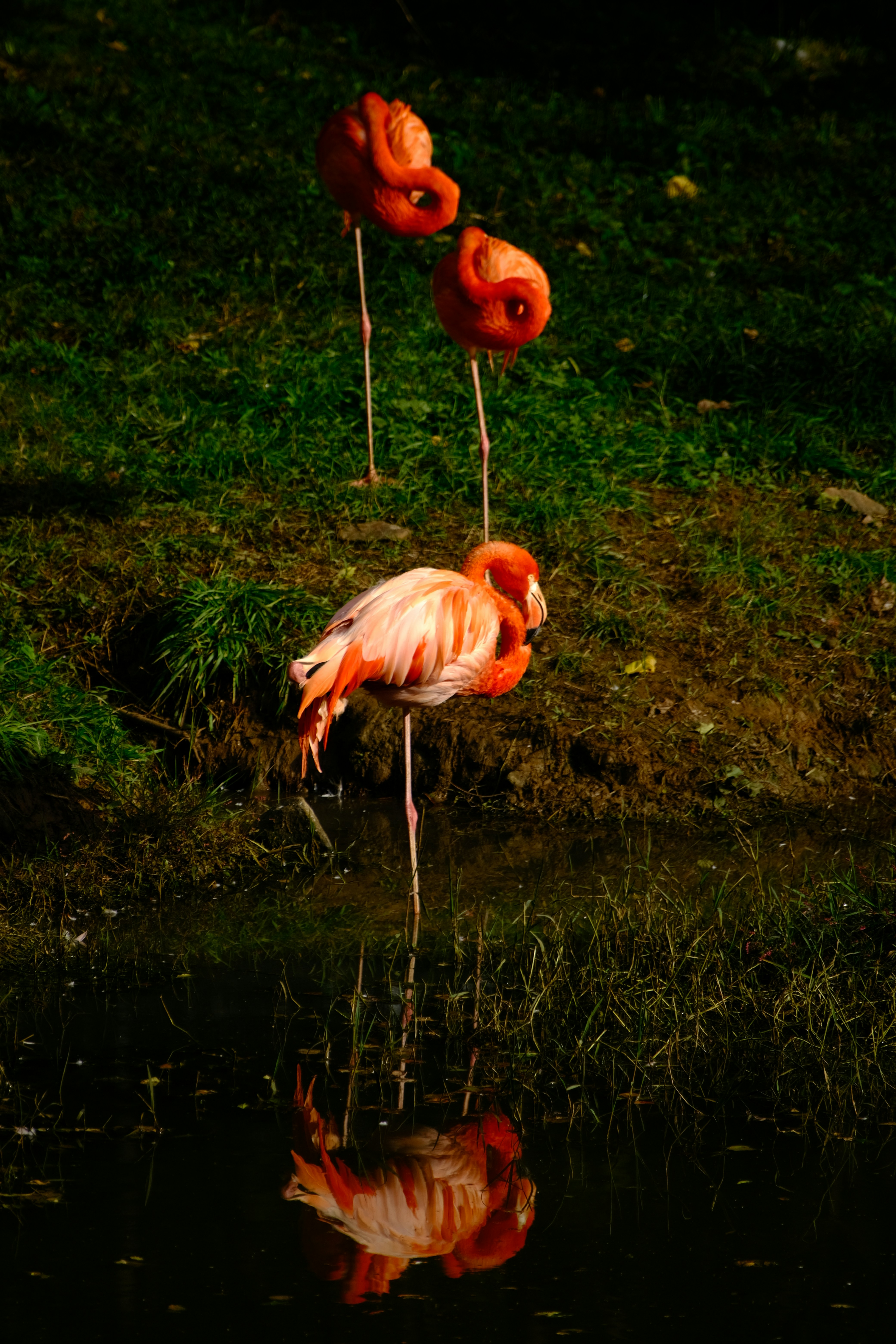 Elegance in Reflection: A Trio of Flamingos