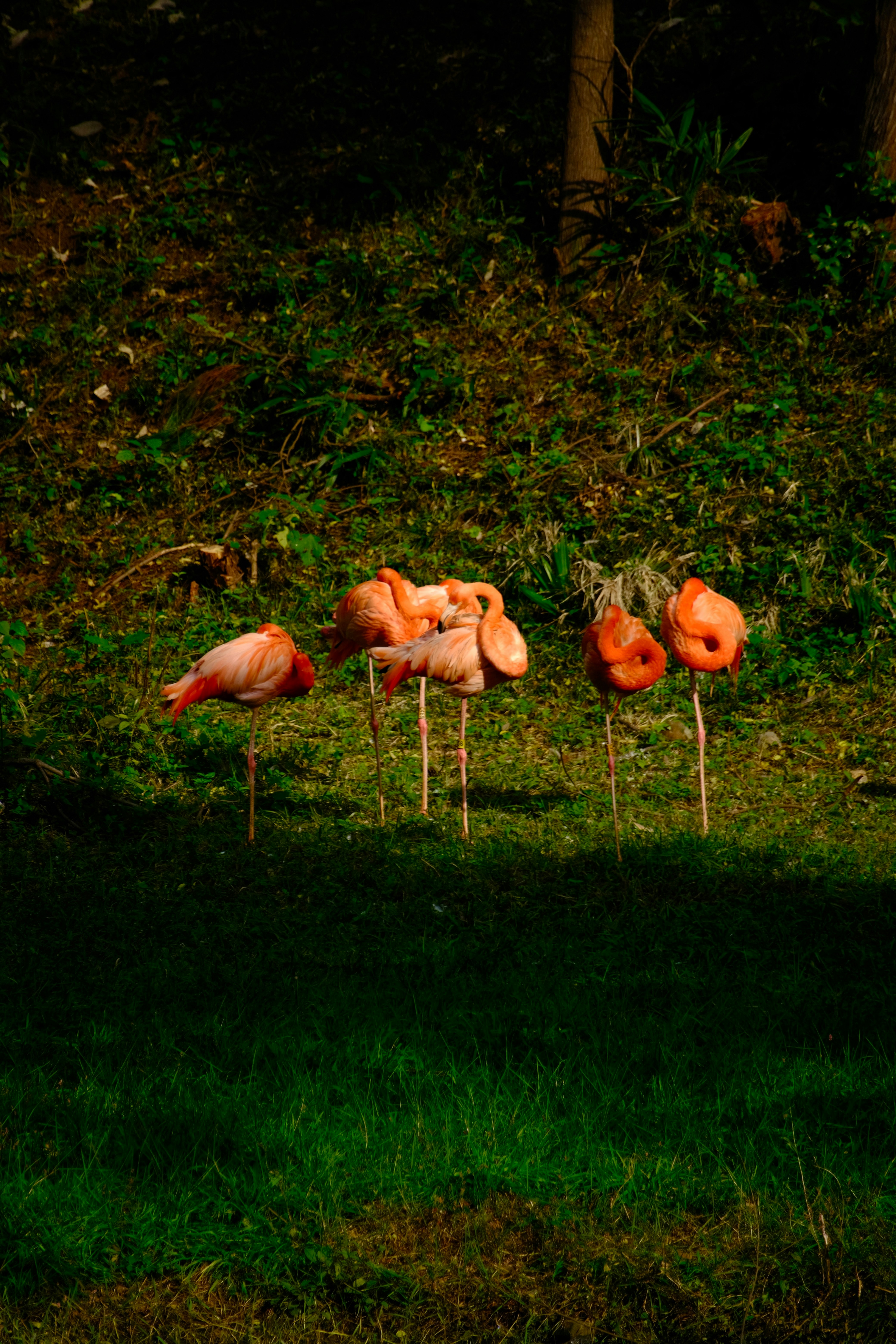 Harmony in Pink: A Flamingo Gathering