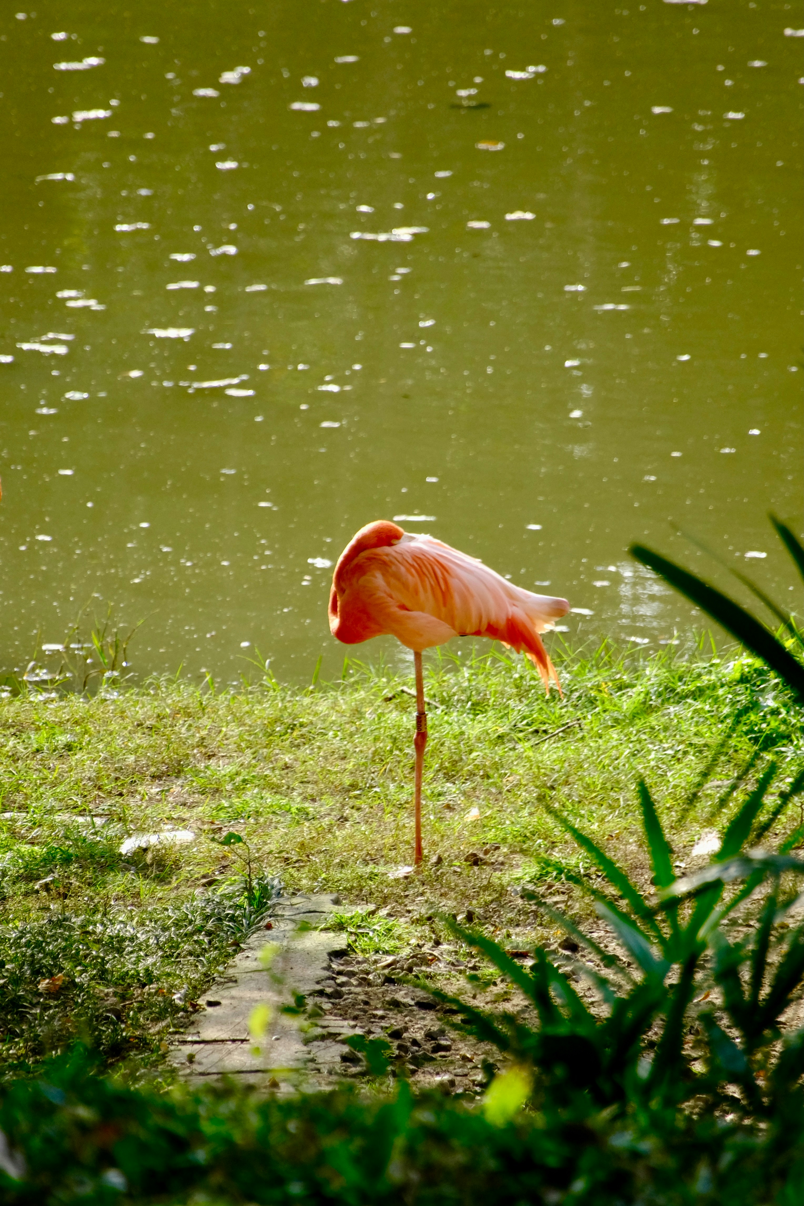 Serene Solitude of the Flamingo
