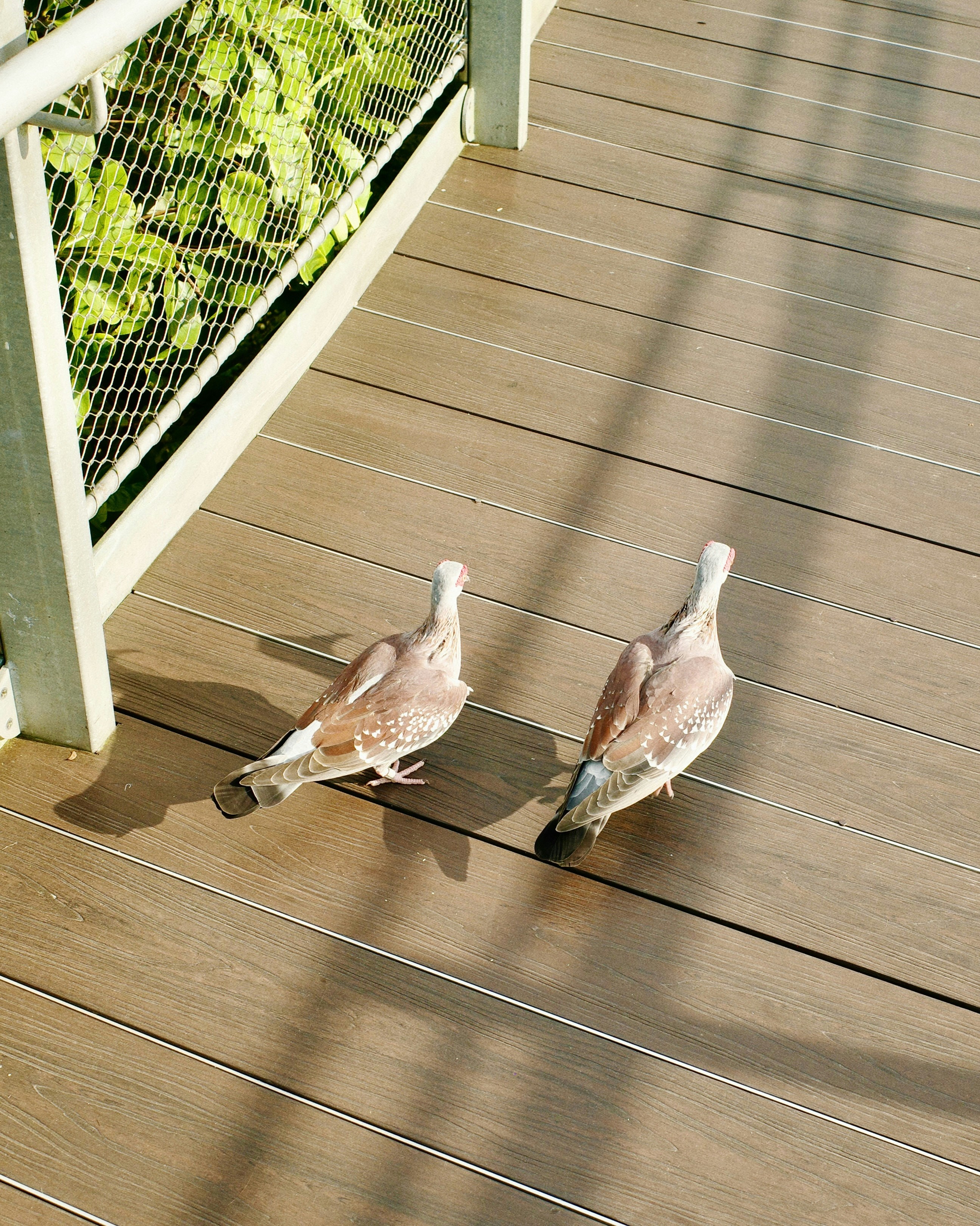A Serene Stroll: Urban Doves on Wooden Planks