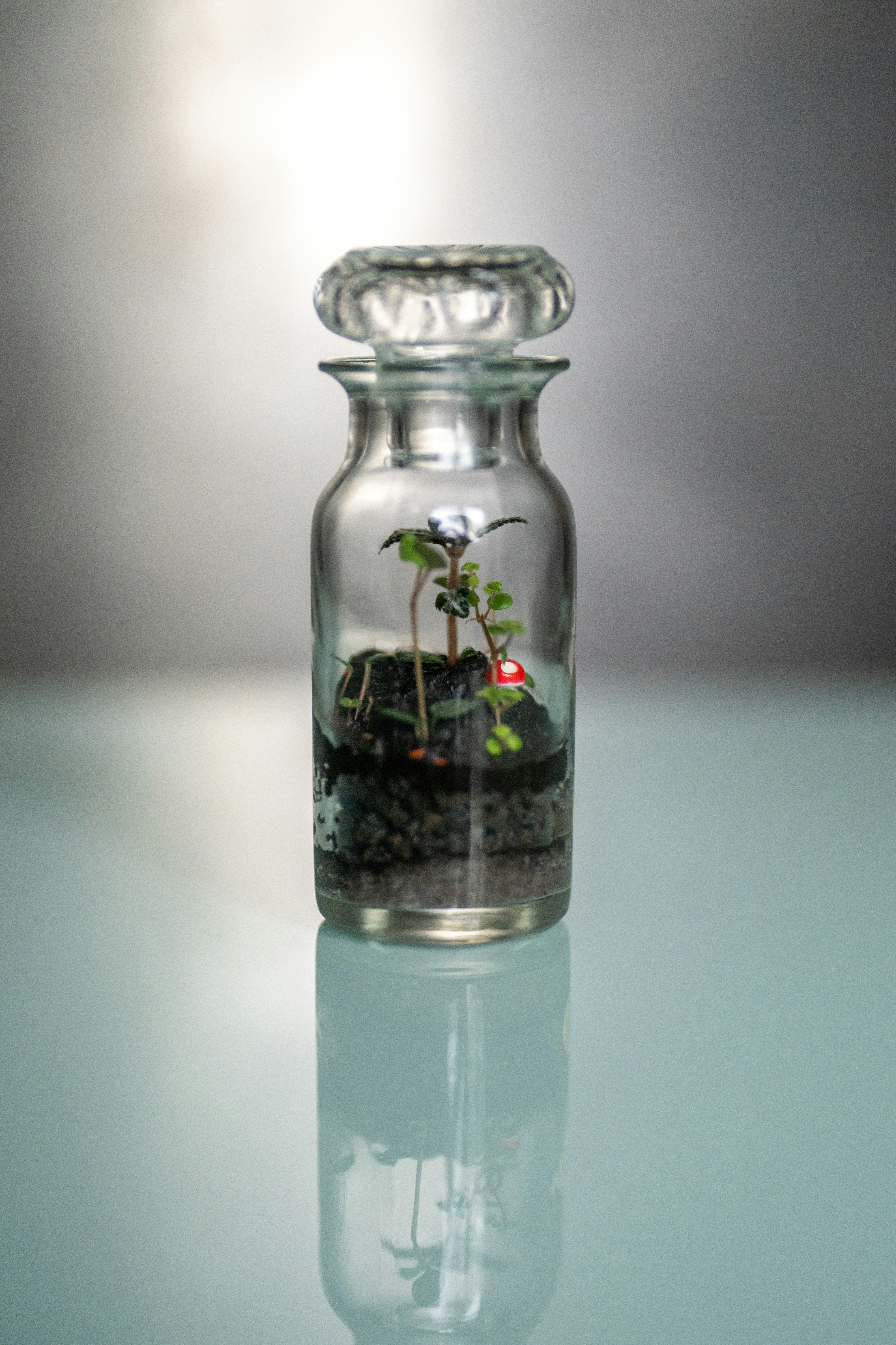 A small glass jar containing a vibrant miniature garden with tiny plants and pebbles, reflecting light beautifully on a smooth surface.
