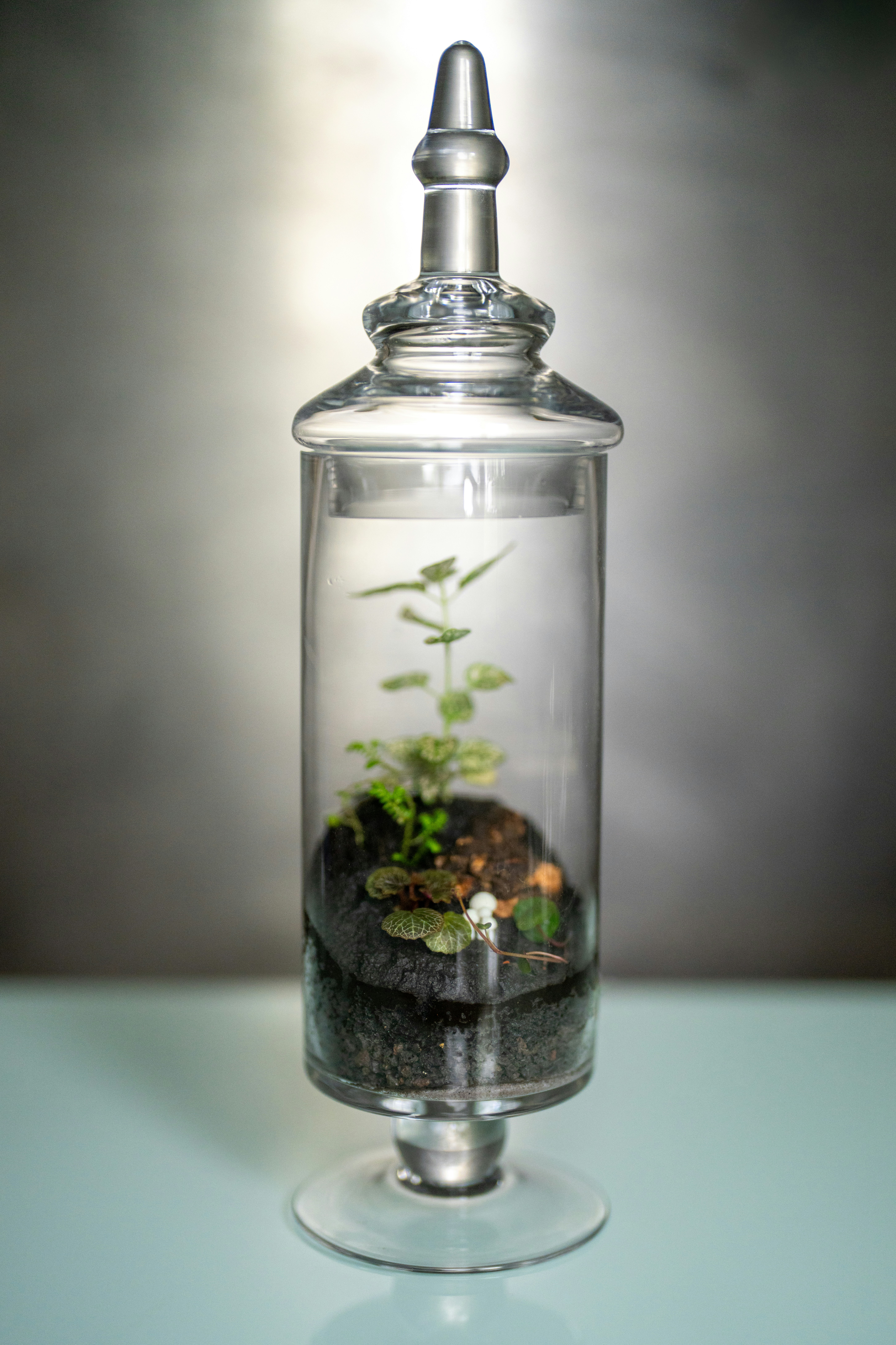 Terrarium featuring a small green plant surrounded by soil and decorative stones, enclosed in a glass container.