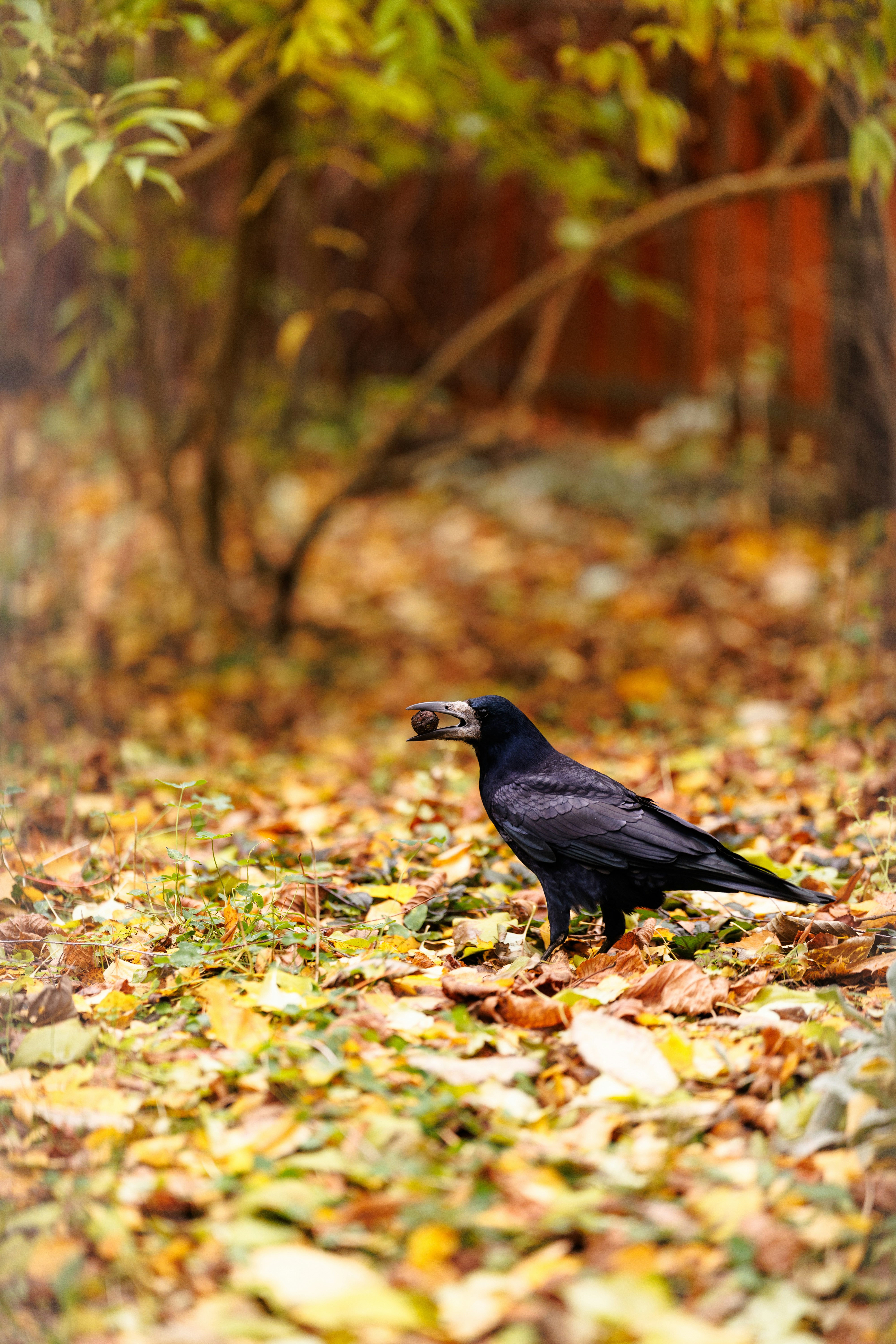 A black crow stands on fallen autumn leaves photo – Free Forest Image ...