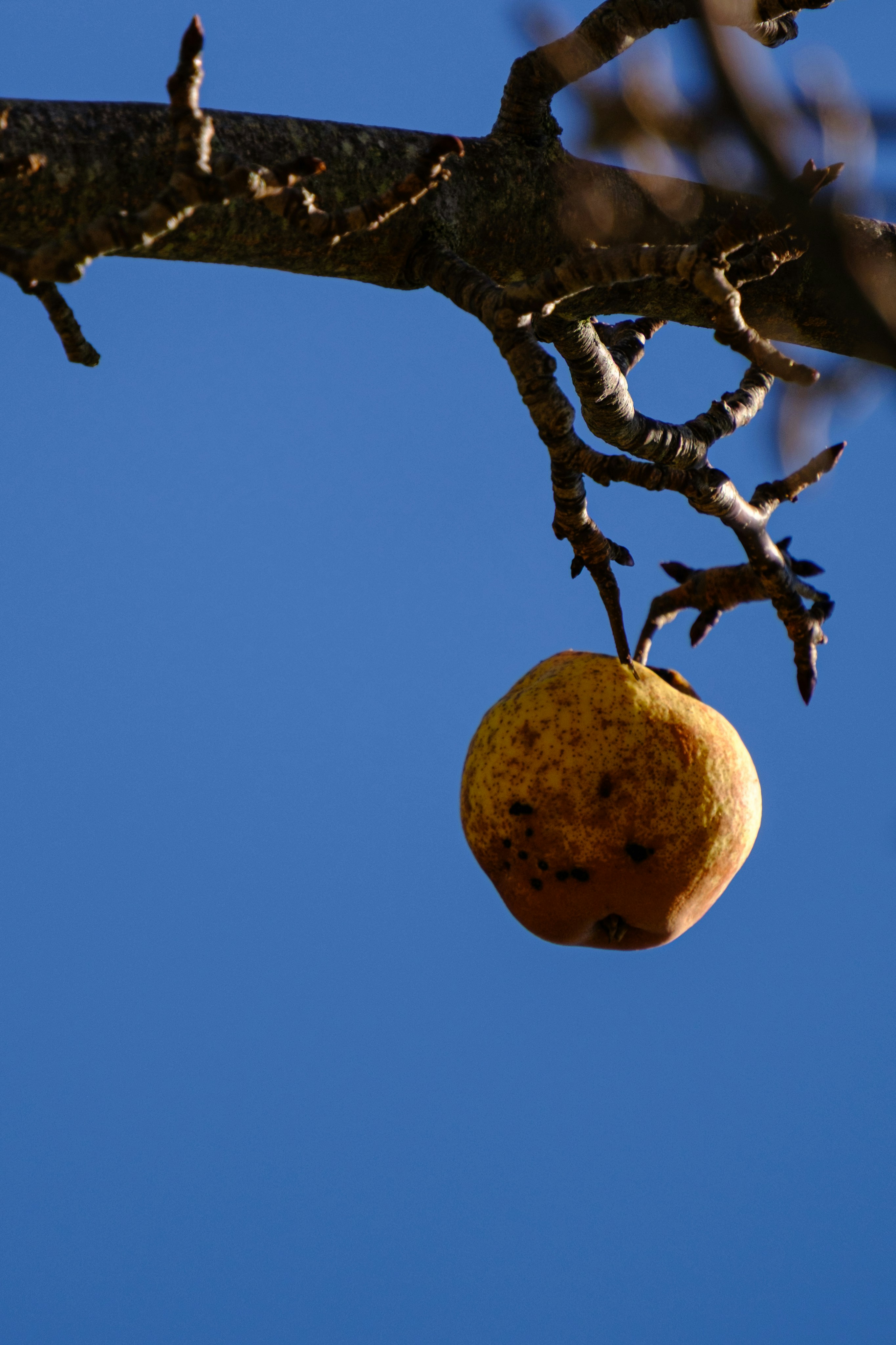 A single, withered apple hangs from a bare branch. photo – Free Food ...