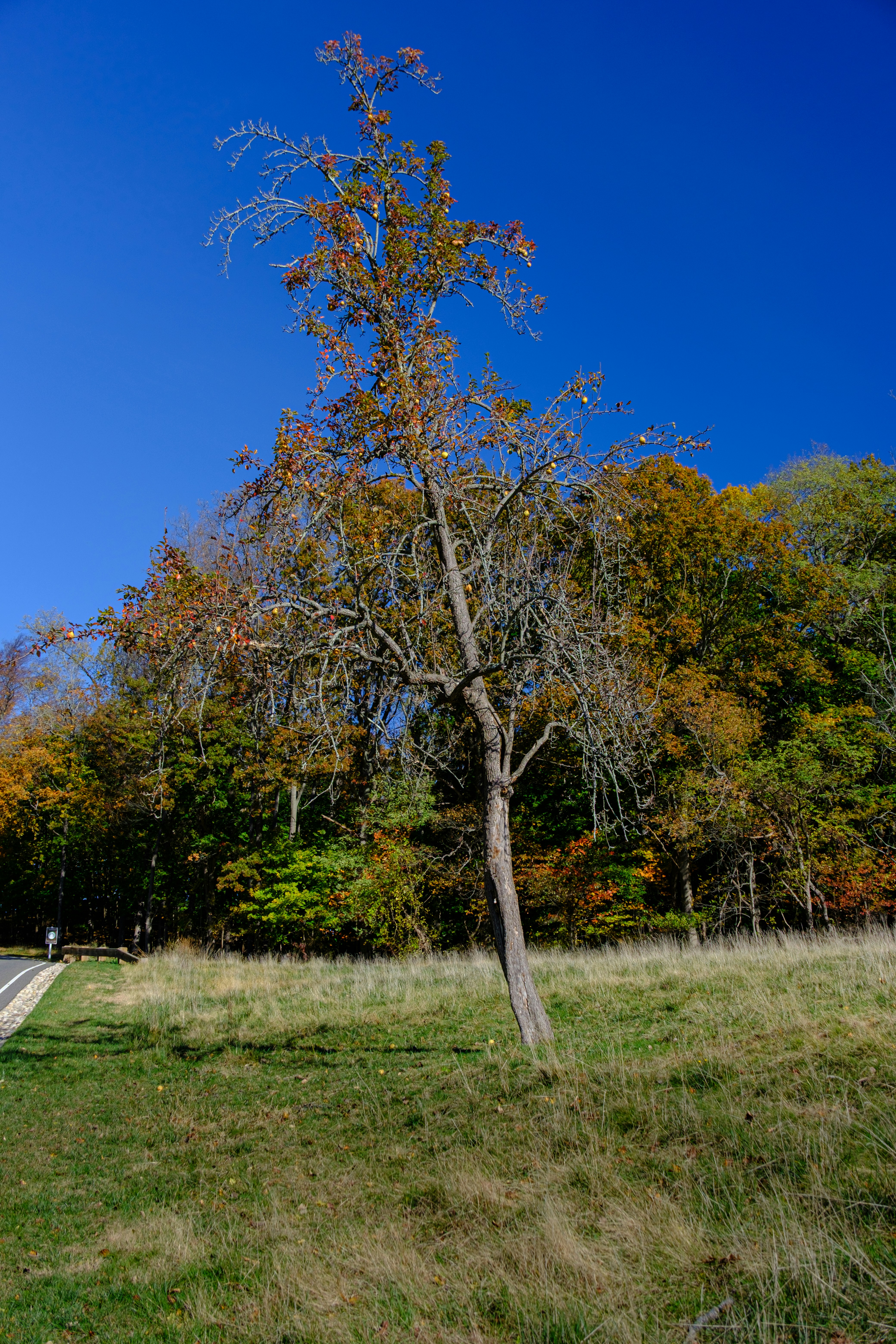 A solitary tree stands against a vibrant blue sky, surrounded by autumn foliage. The contrast highlights the seasonal transition in this serene landscape.