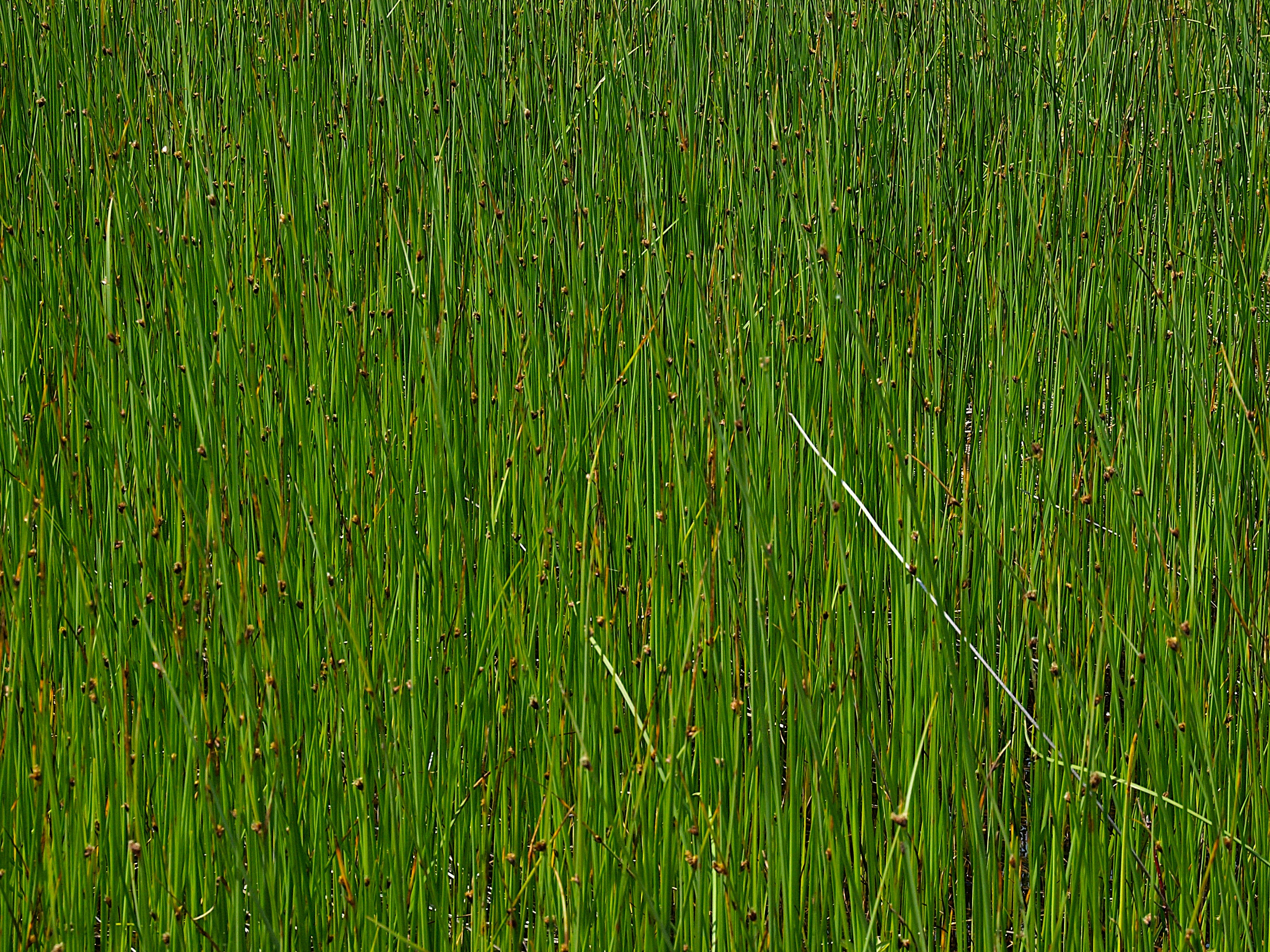 Lush green grass swaying gently in the breeze, showcasing nature's vitality and growth.