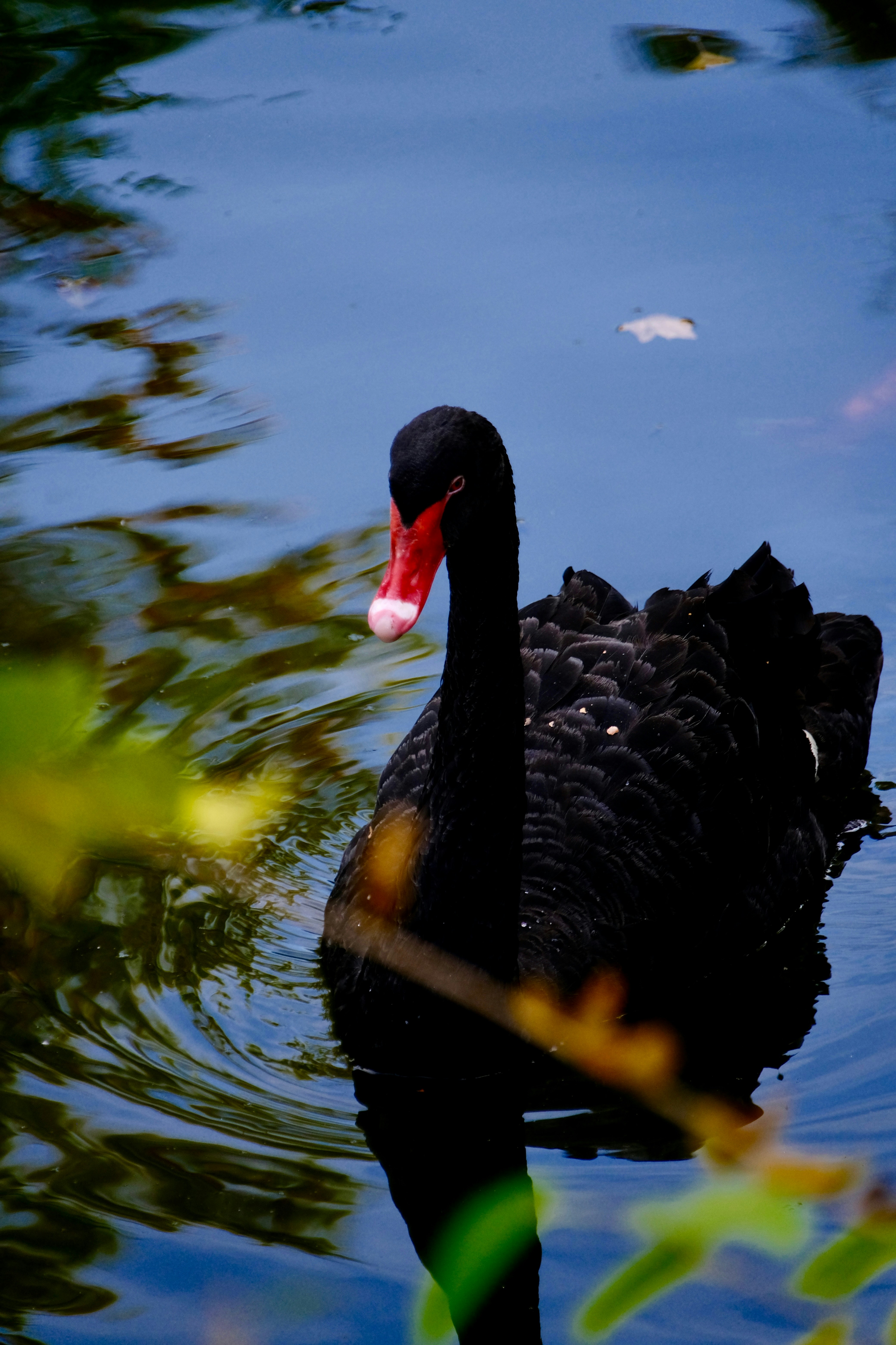 Velvet-Black Swan Gliding Through Reflections on a Quiet Blue Pond