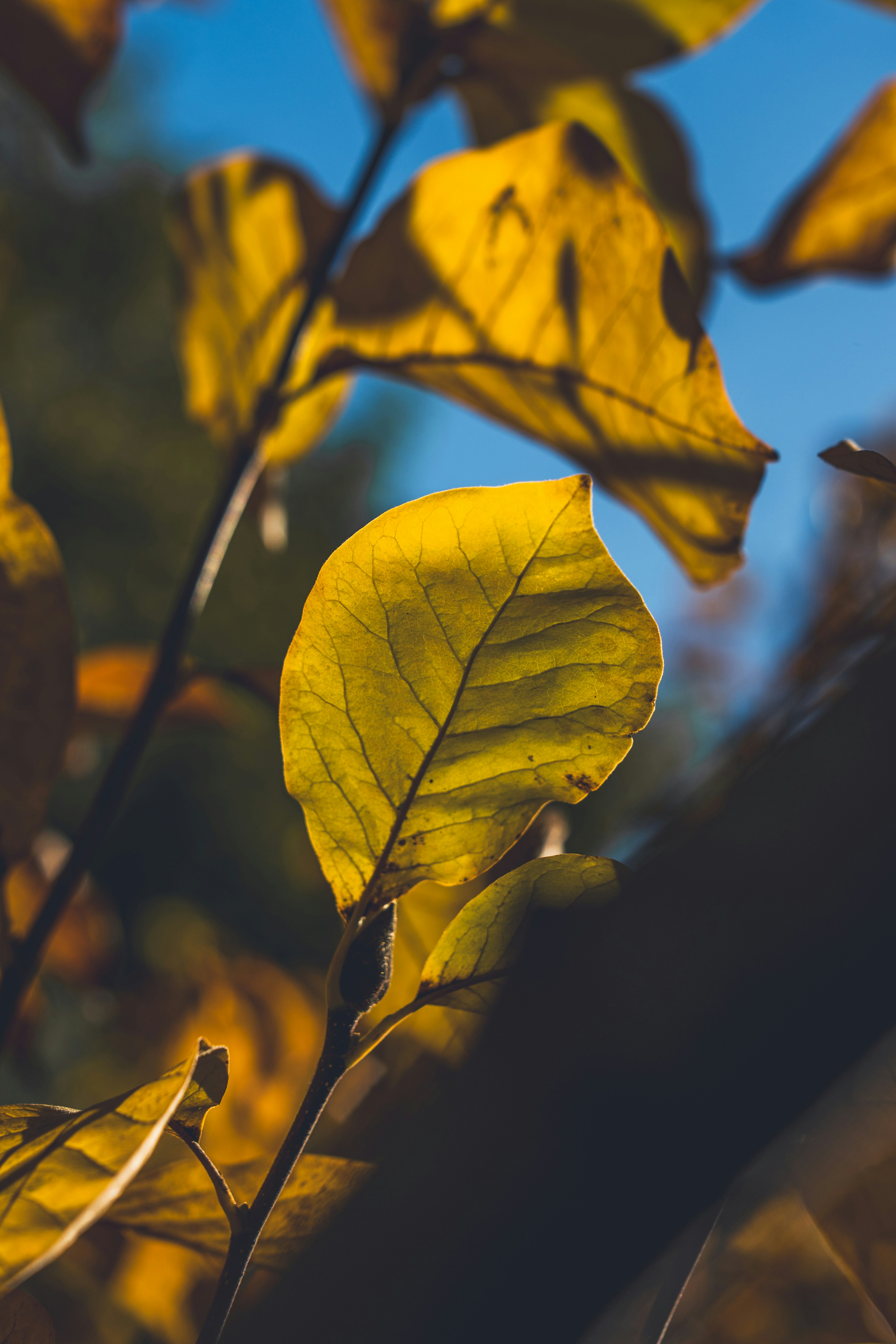 Leaves that turn yellow in autumn | Yellow autumn leaves against a blue sky