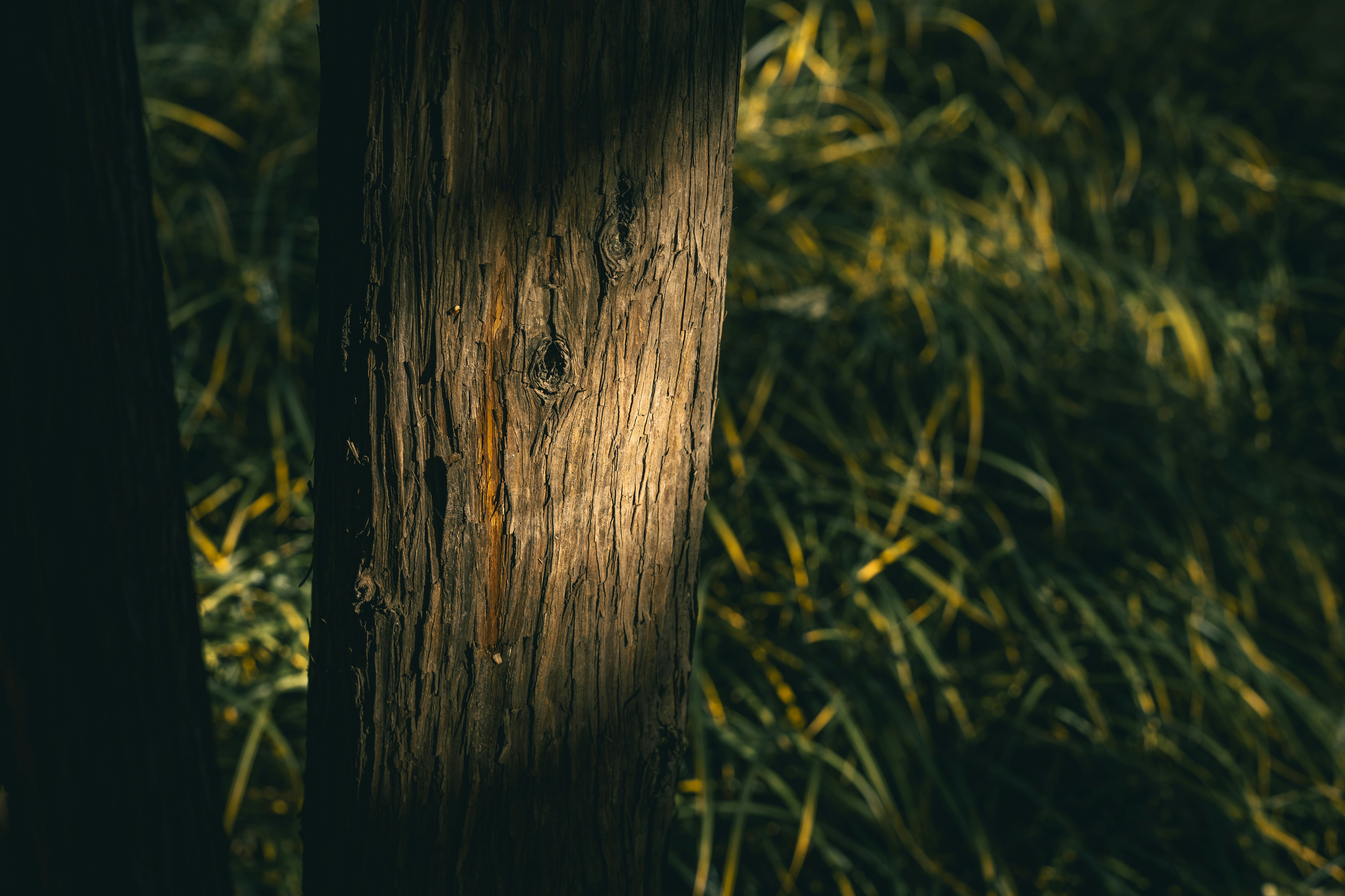Close-up of a weathered wooden post illuminated by soft light, surrounded by lush green grass. The texture of the wood contrasts beautifully with the vibrant foliage.