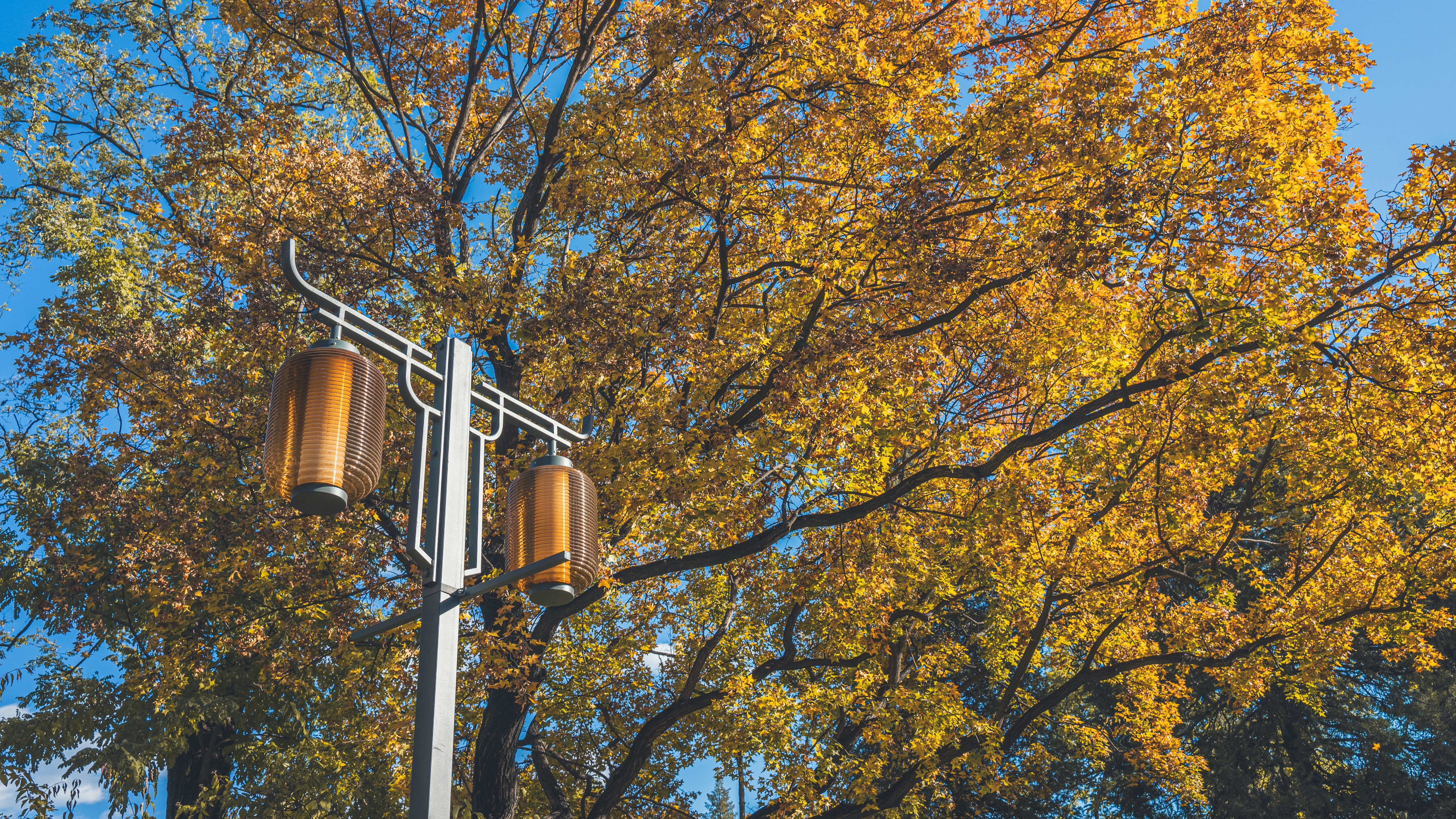 Metallic streetlight juxtaposed against vibrant autumn foliage, showcasing the harmony between technology and nature.