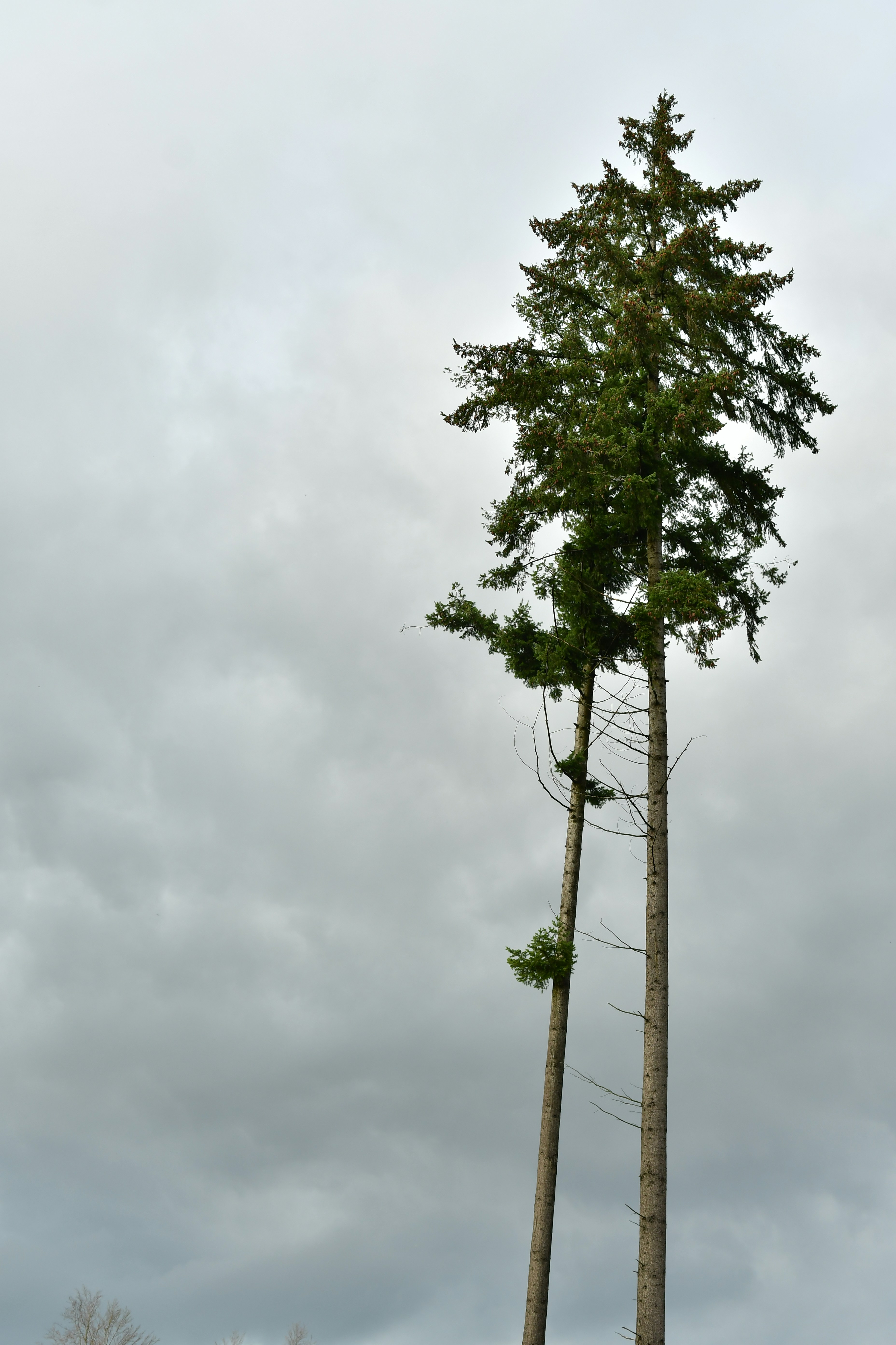 Two tall evergreen trees stand against a backdrop of overcast skies, showcasing their height and resilience.
