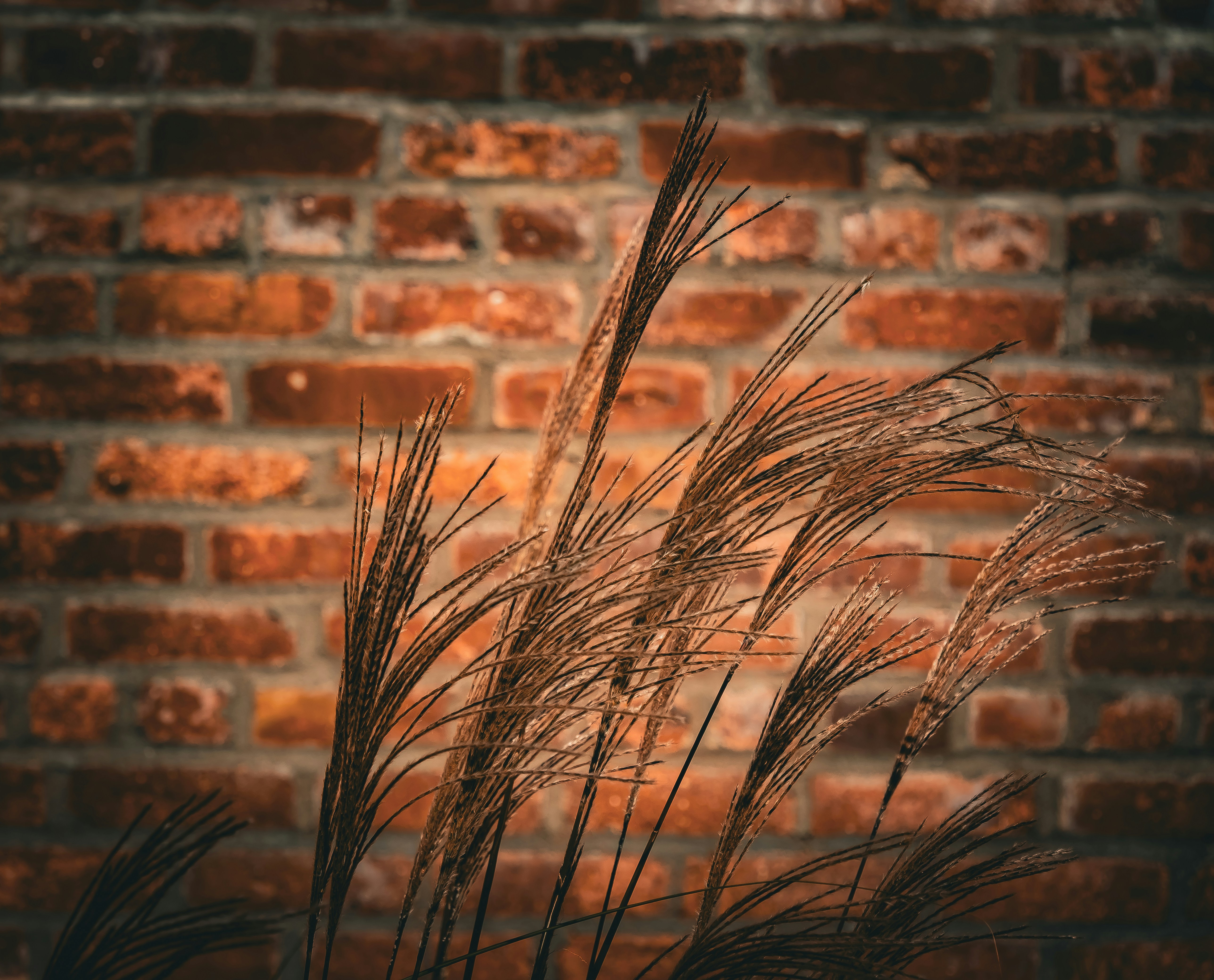 Golden grasses softly illuminated in front of a rustic brick wall, creating a warm contrast between nature and architecture.