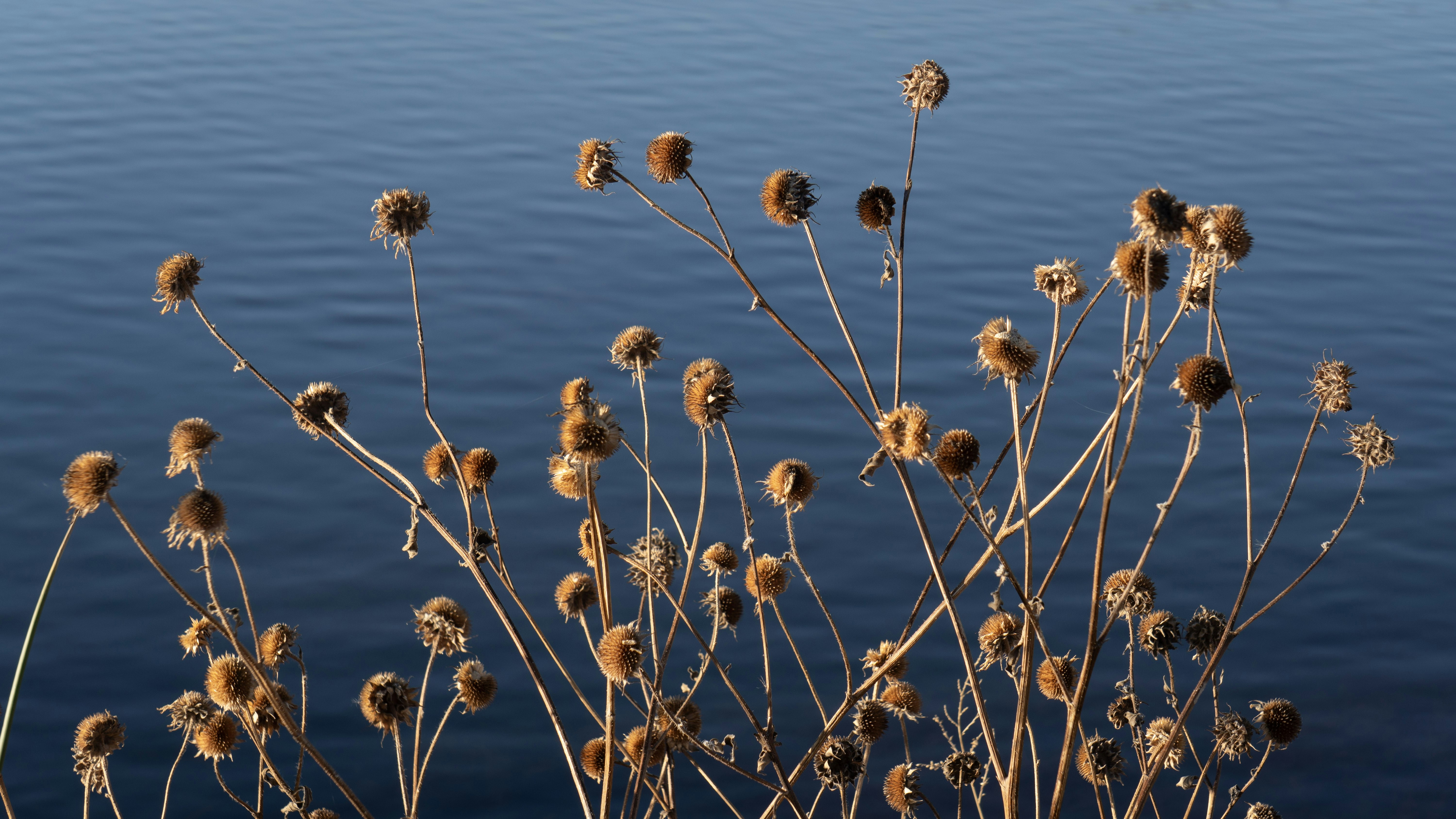 Dried wildflowers stand in stark contrast against the serene blue water, capturing the essence of nature's quiet beauty.