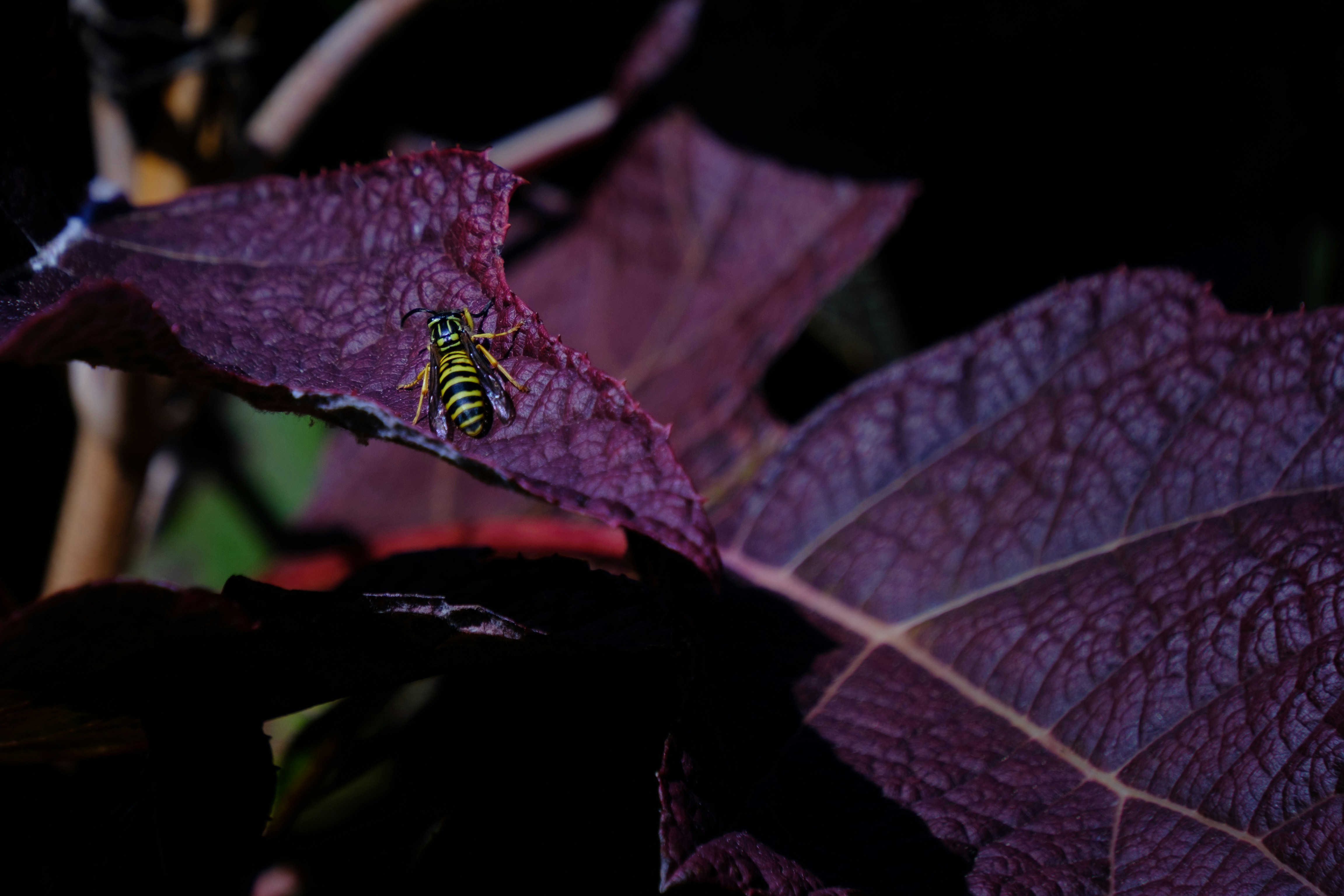 A yellow-striped insect perched on a deep purple leaf, showcasing the contrast between vibrant colors in a natural setting.
