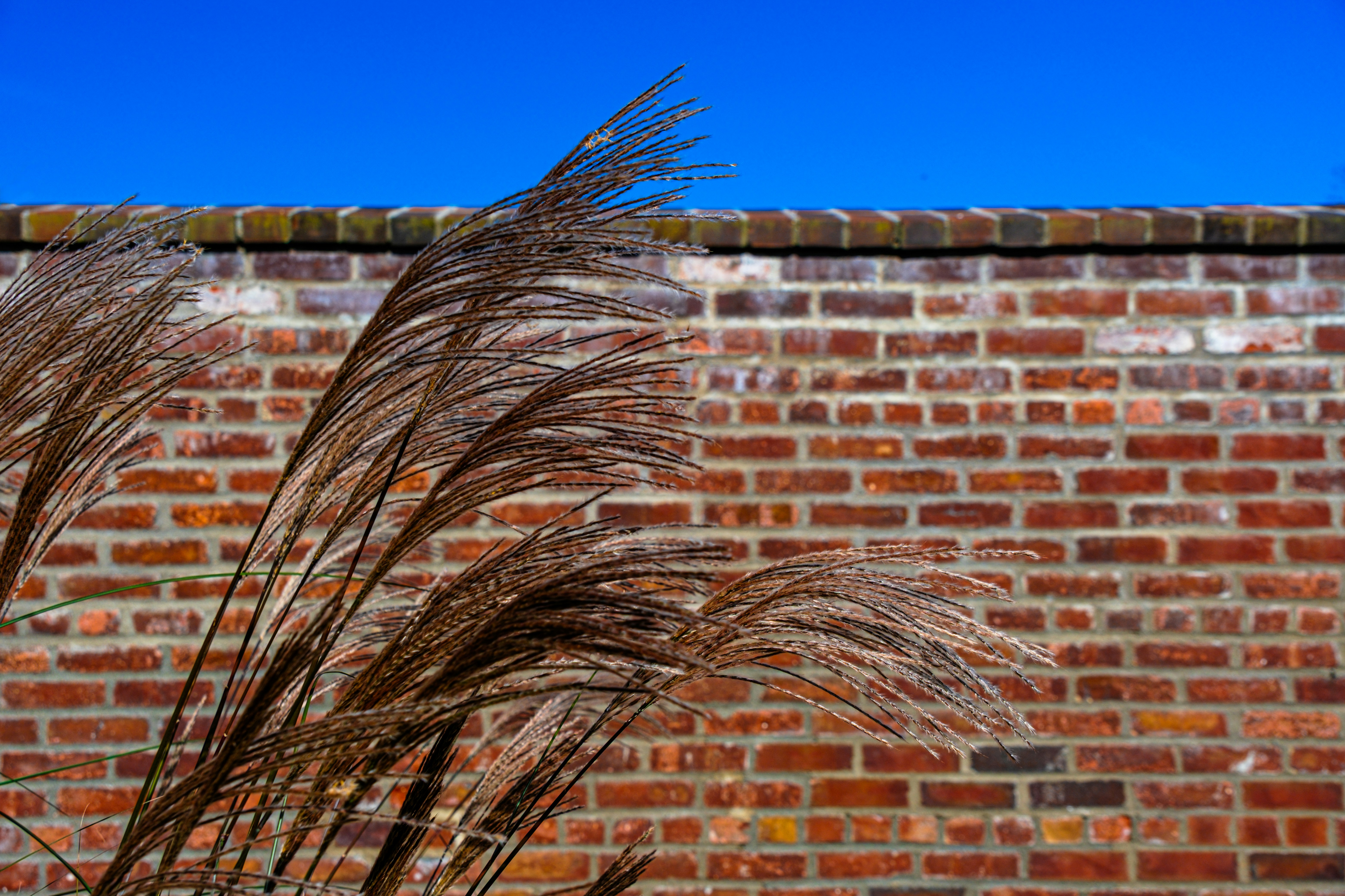 silver grass, red brick and blue sky | Tall grass in front of a brick wall