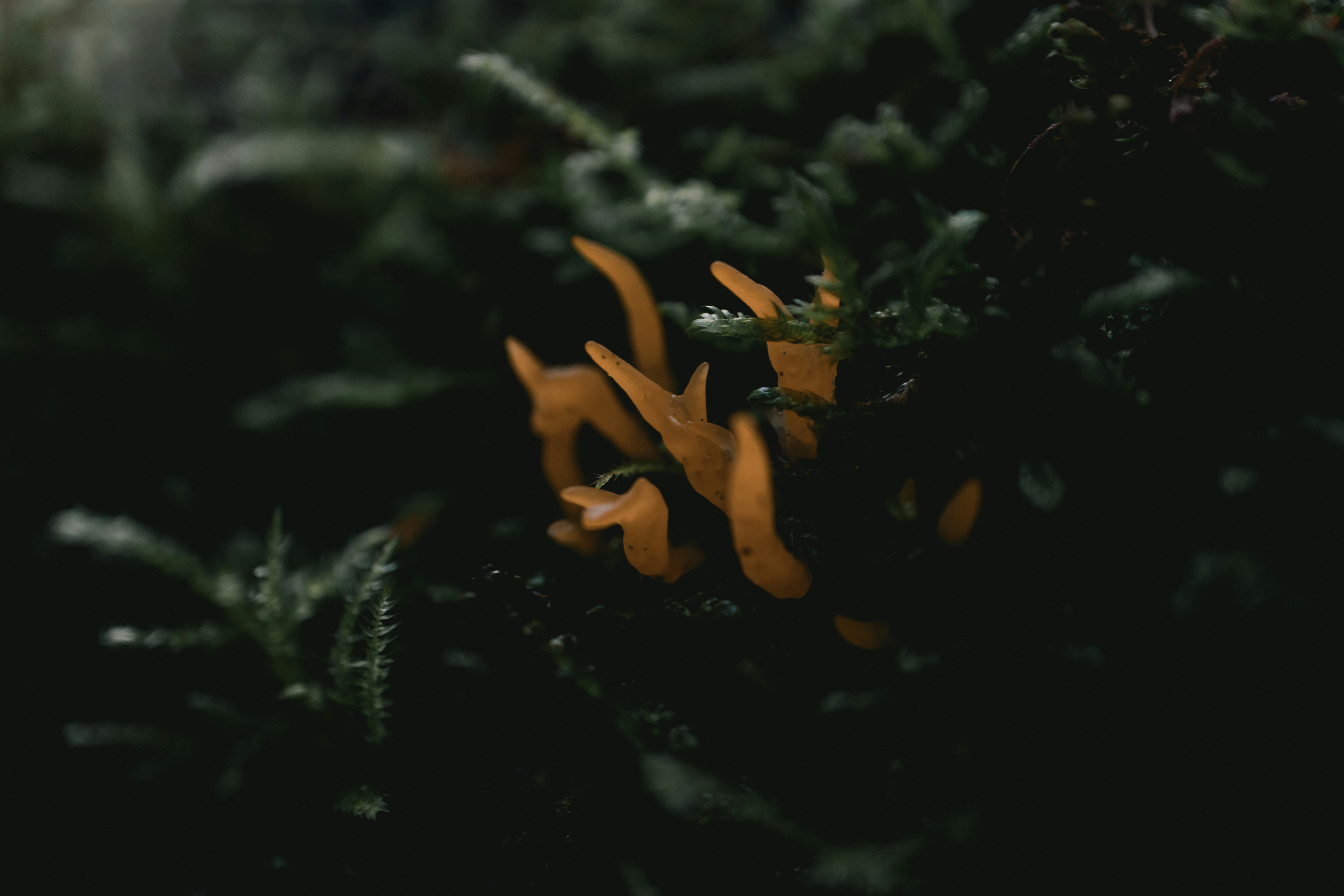 Whispers of the Forest: Nature's Hidden Gems