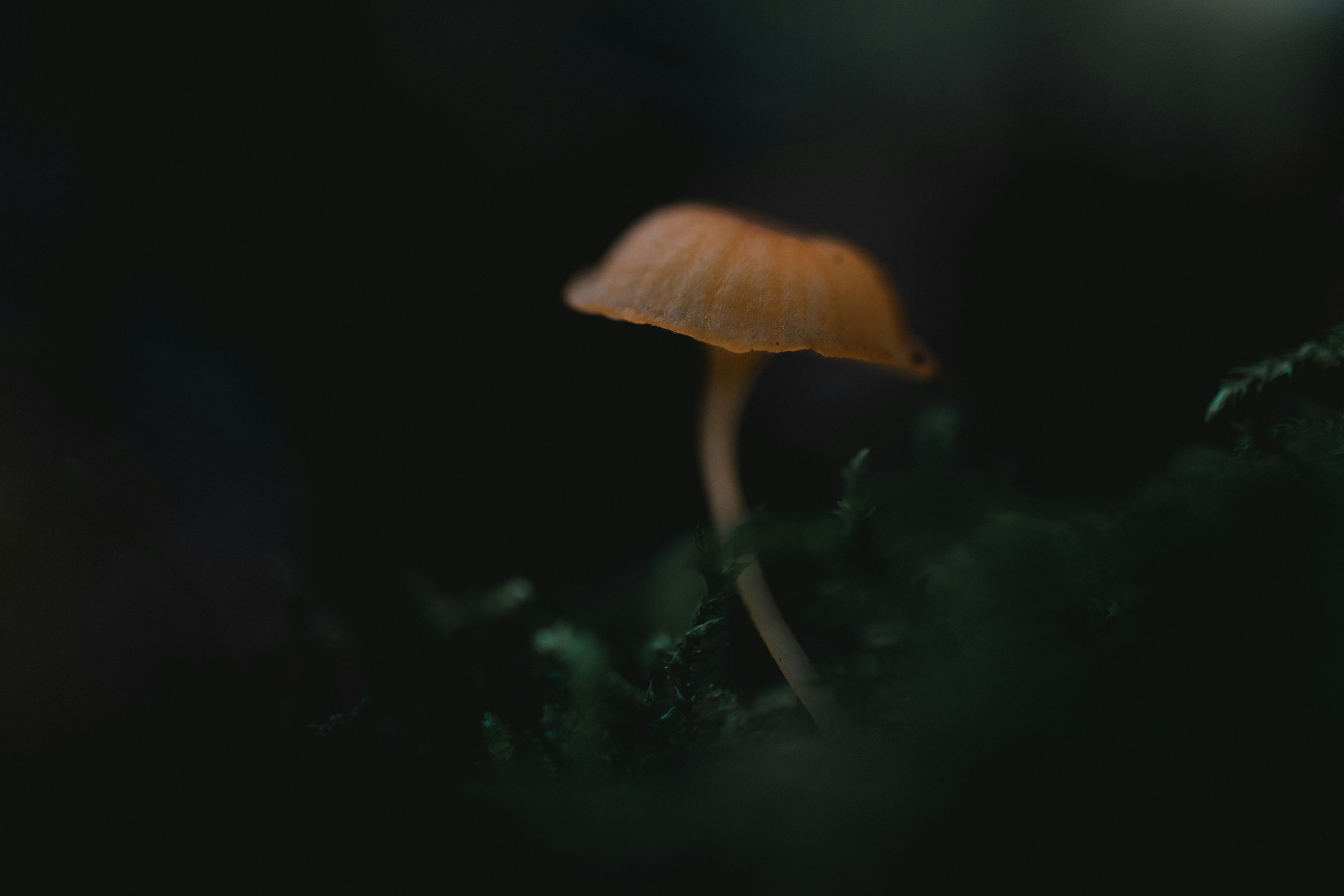 Orange Cap in Velvet Darkness