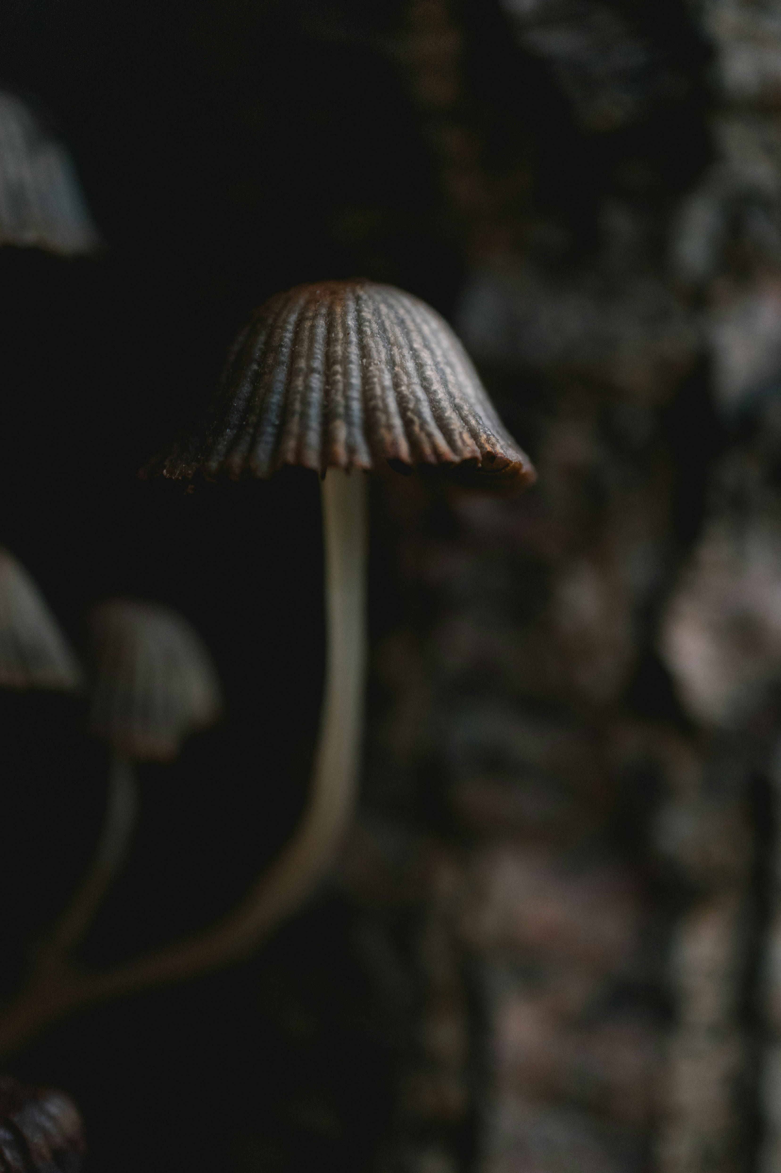 Ribbed Mushroom in Shadowed Bark: A Quiet Forest Moment