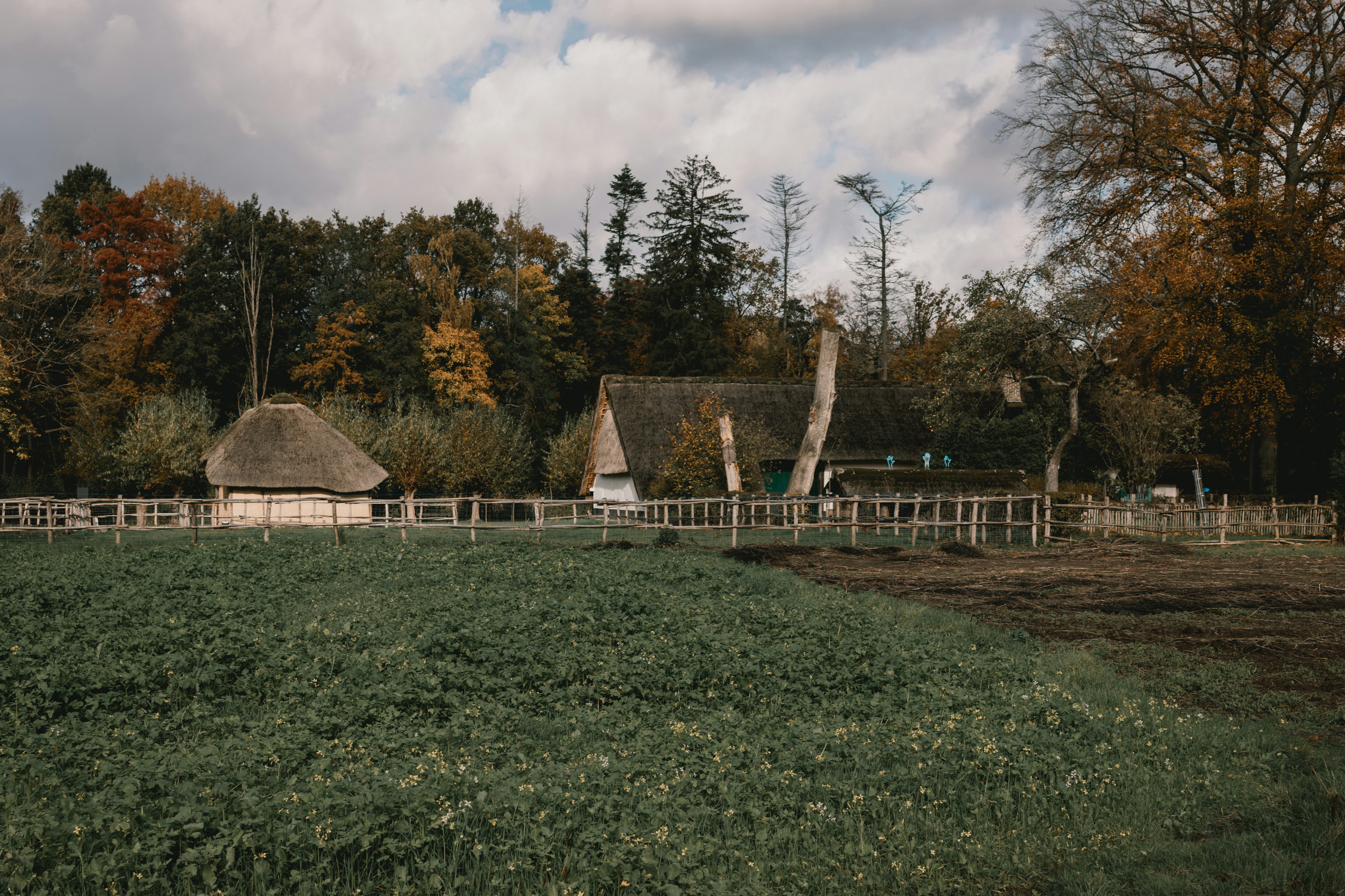 Autumn Farm: Leaning Trunk Framing thatched Huts Across a Quiet Field