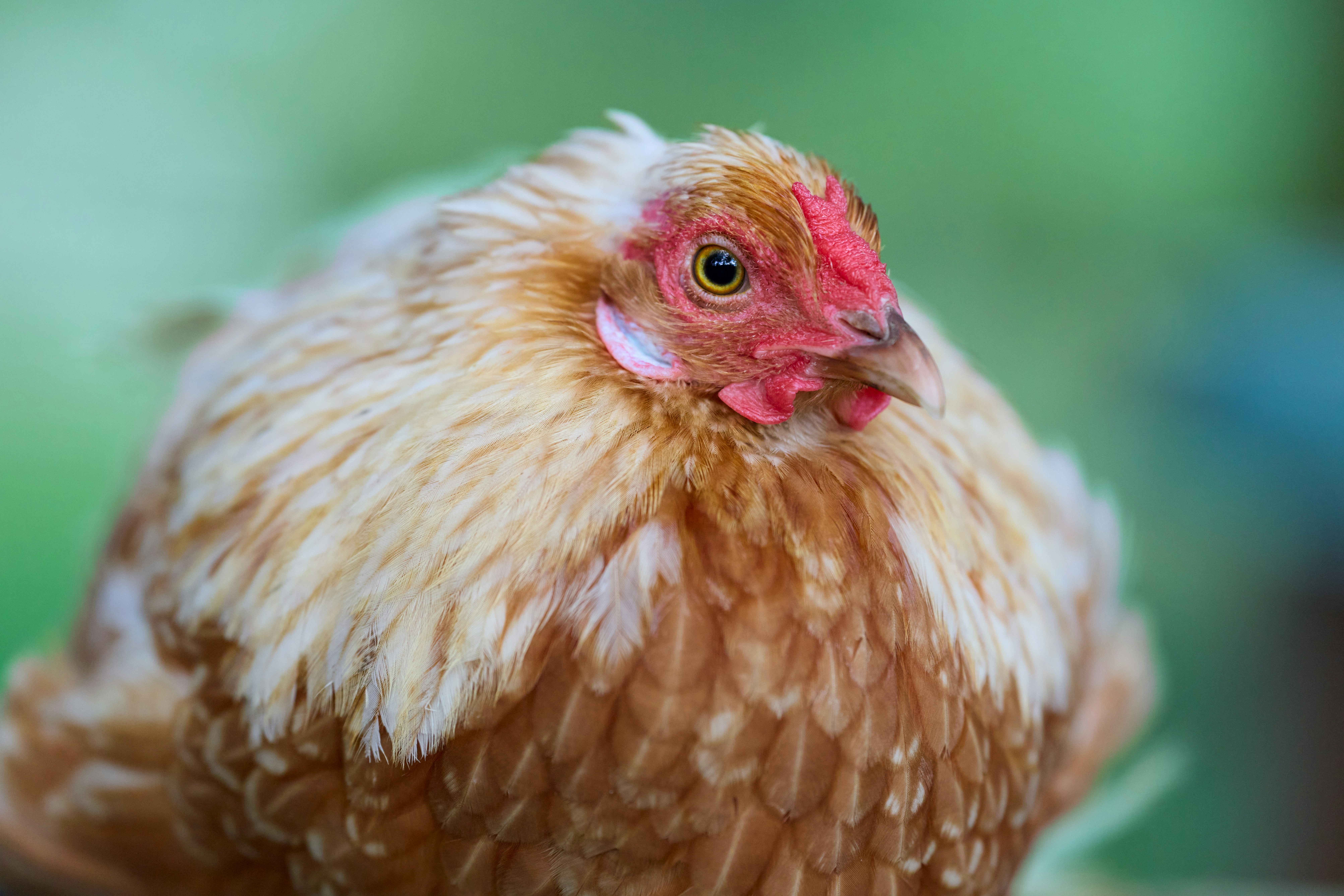 Close-up of a chicken with striking plumage and vivid facial features, surrounded by a blurred green background.