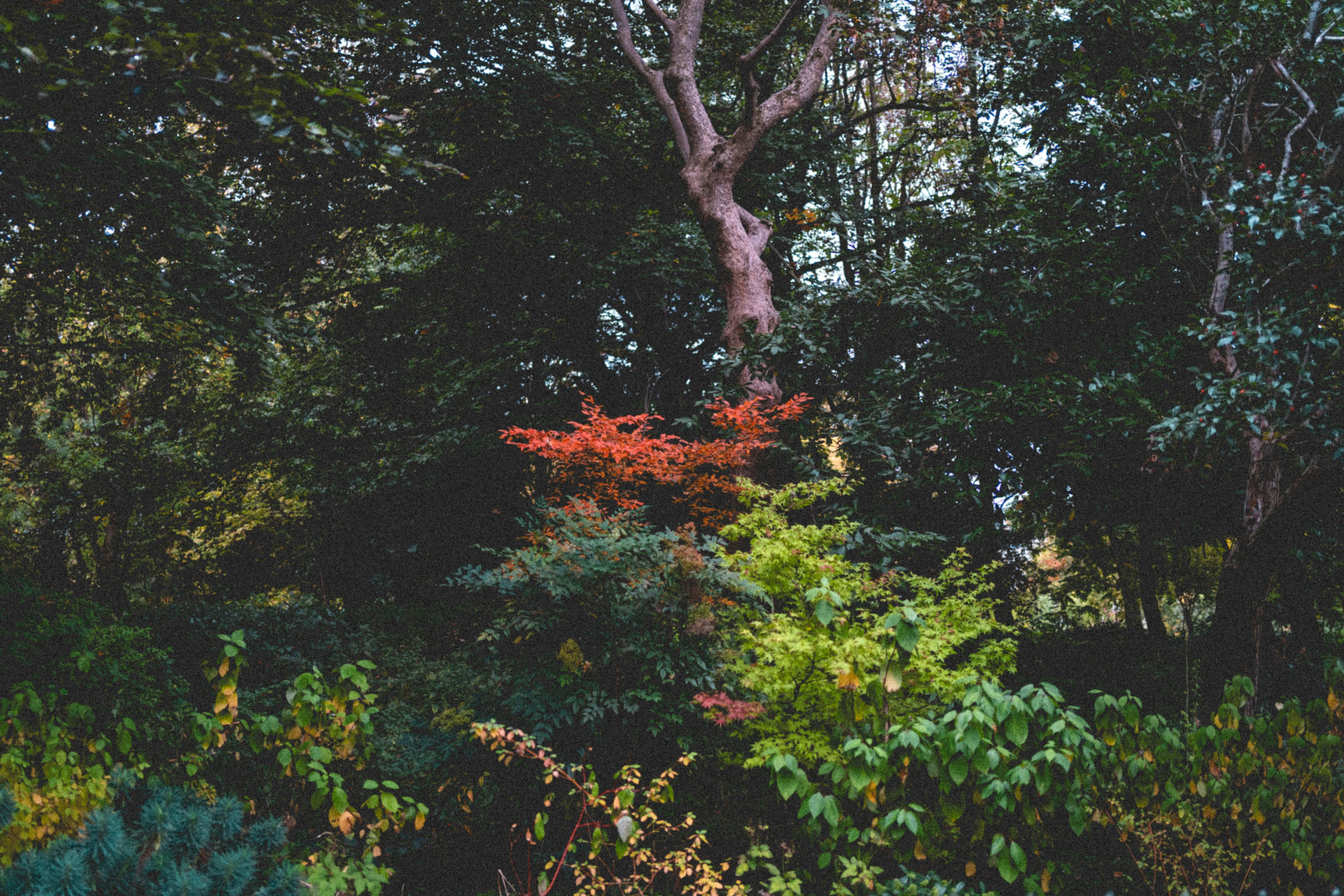 Vibrant autumn foliage contrasts against a backdrop of dense greenery, showcasing the seasonal transition in a tranquil forest setting.
