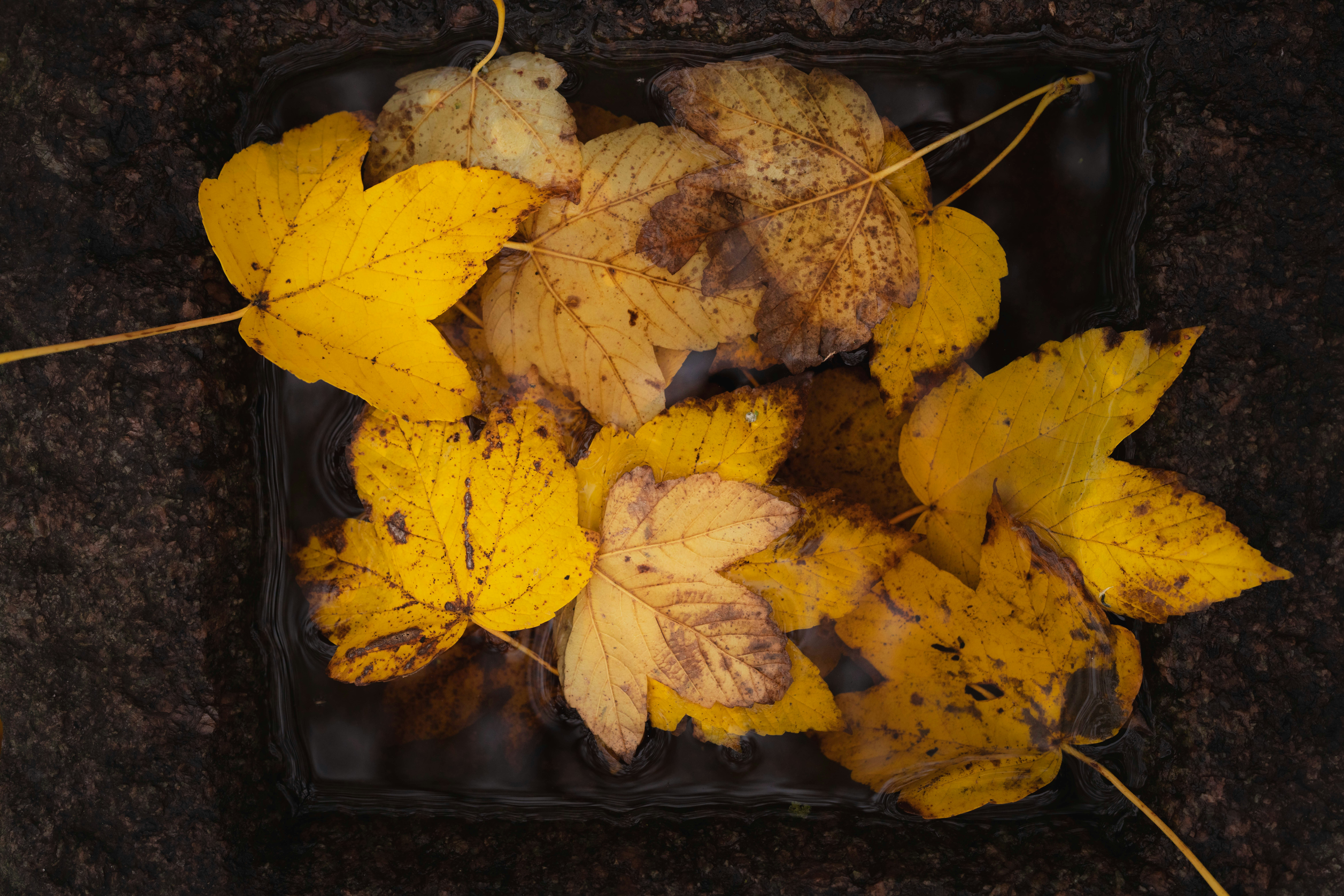 Autumn in a Dark Tray: Bright Yellow Leaves on a Quiet Surface