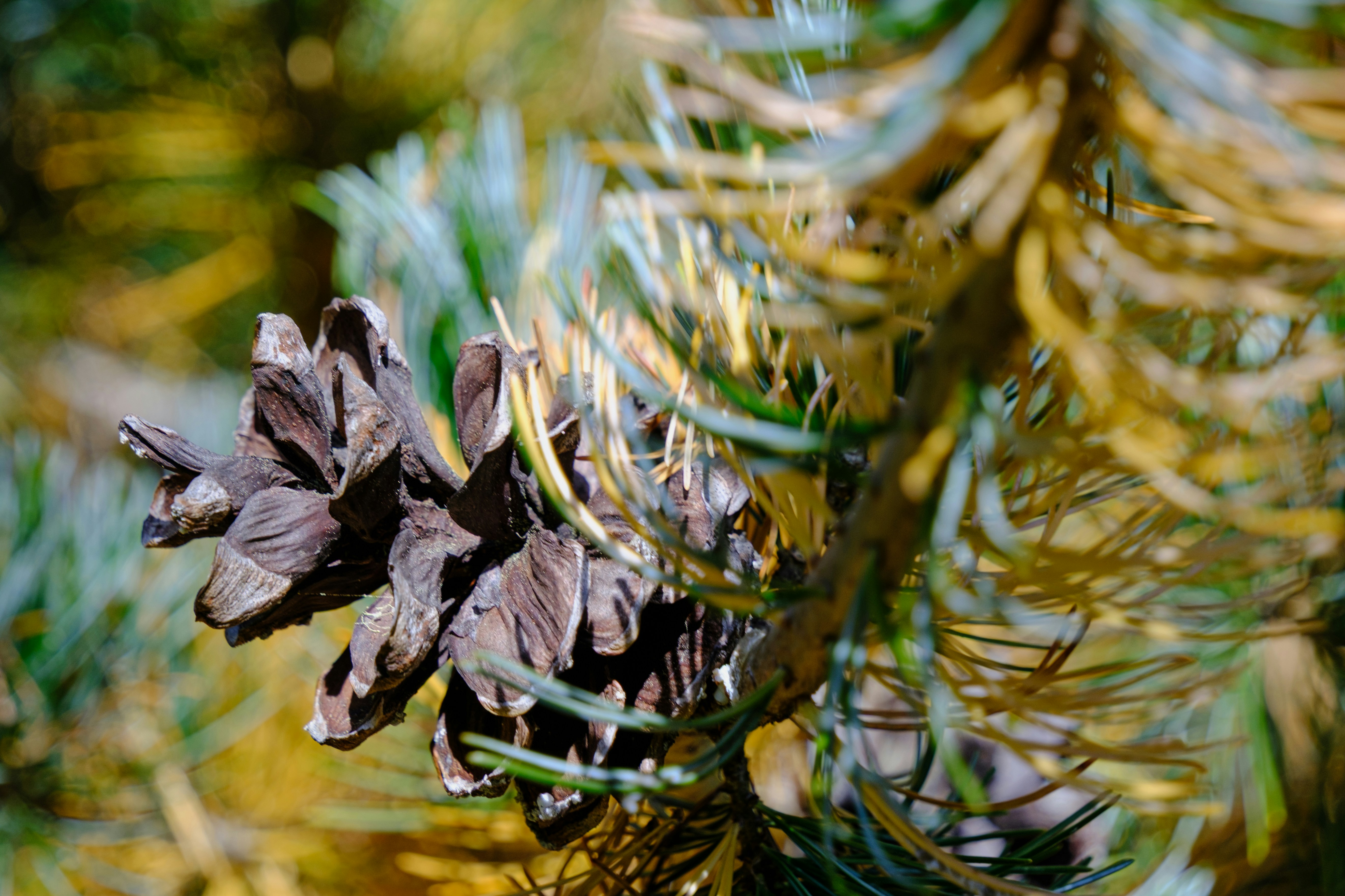 Nature's Textured Cones: A Close-Up Encounter