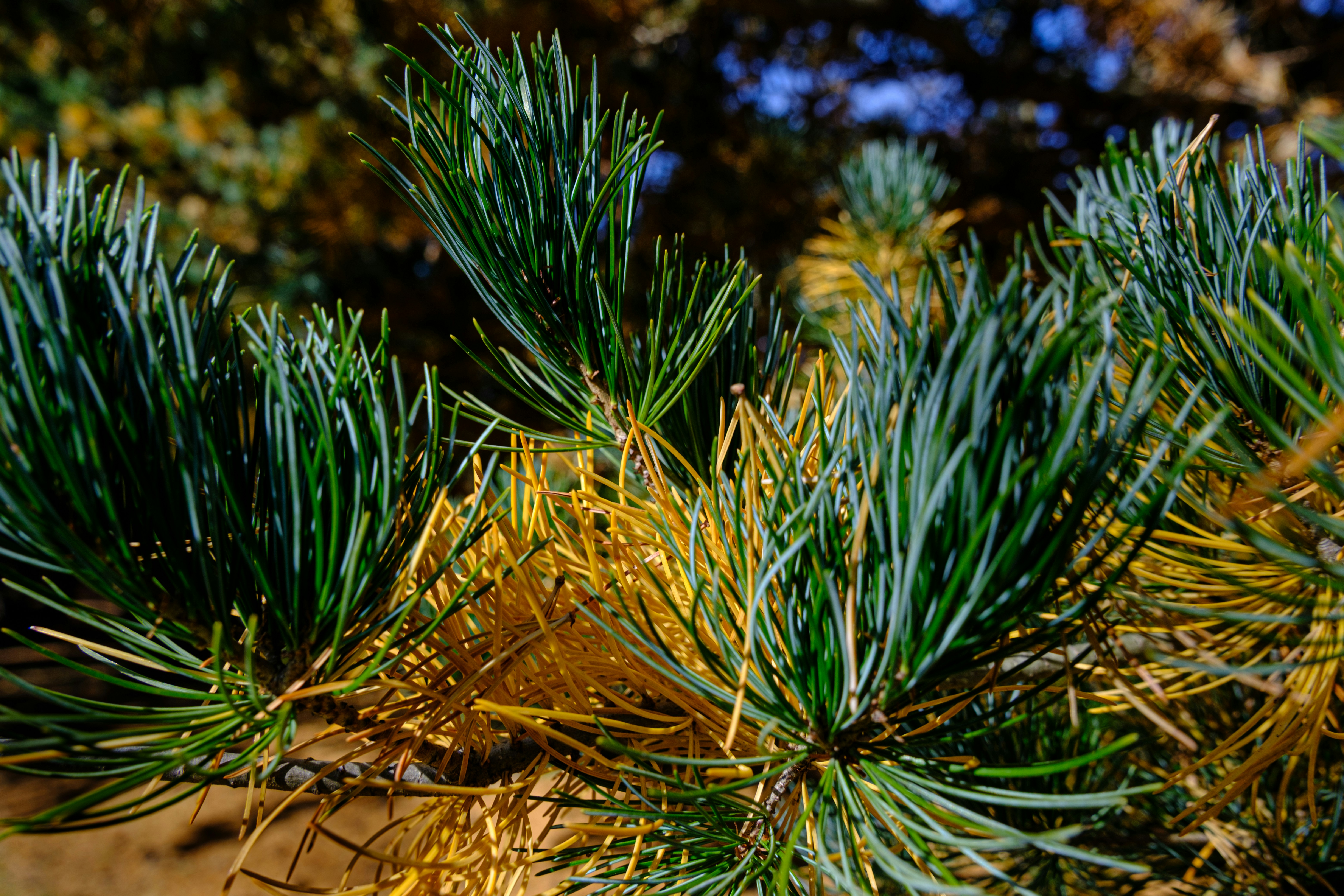 Whispers of Nature: The Pine's Embrace