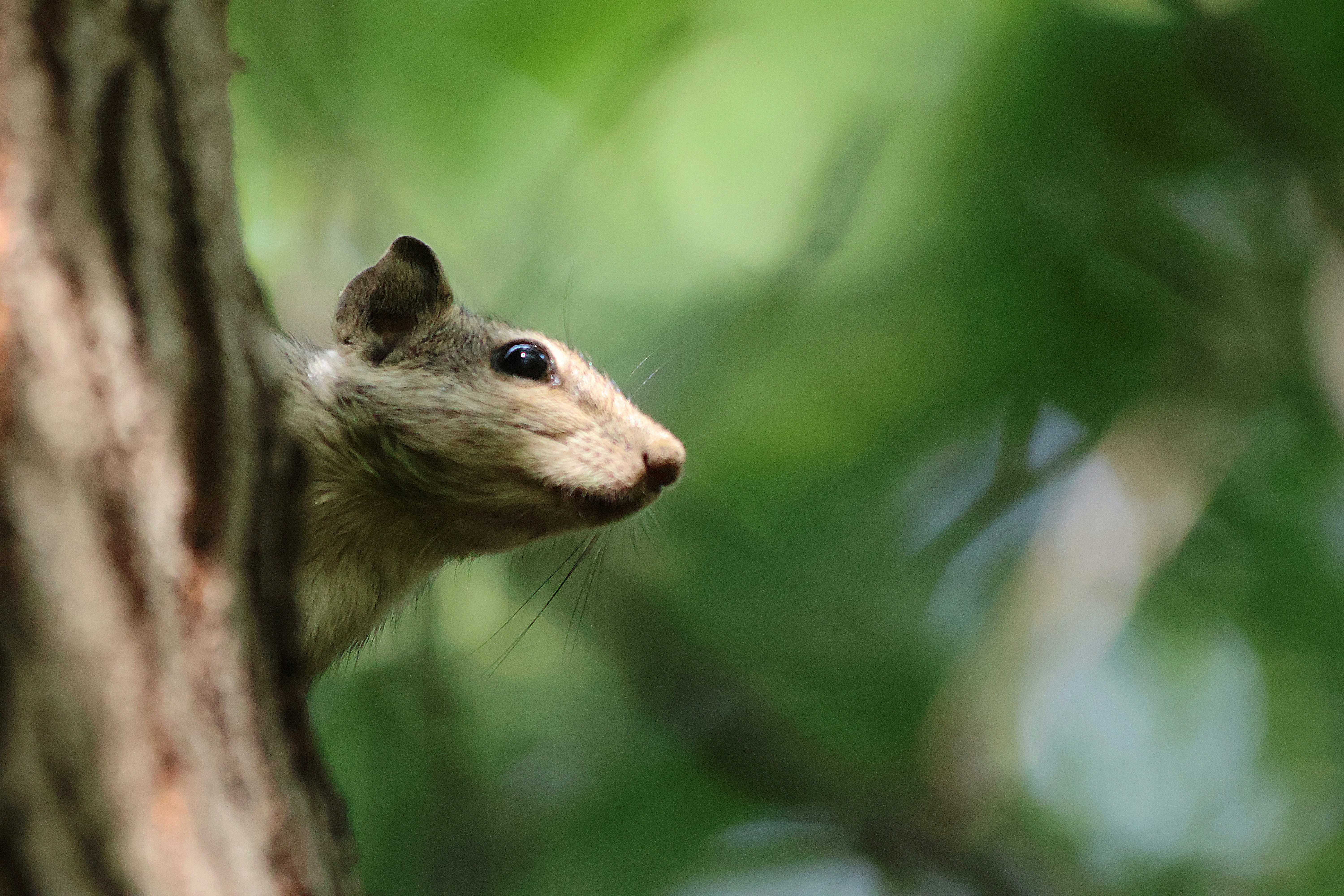 Whiskered Sentry: A Quiet Squirrel Peek from the Bark