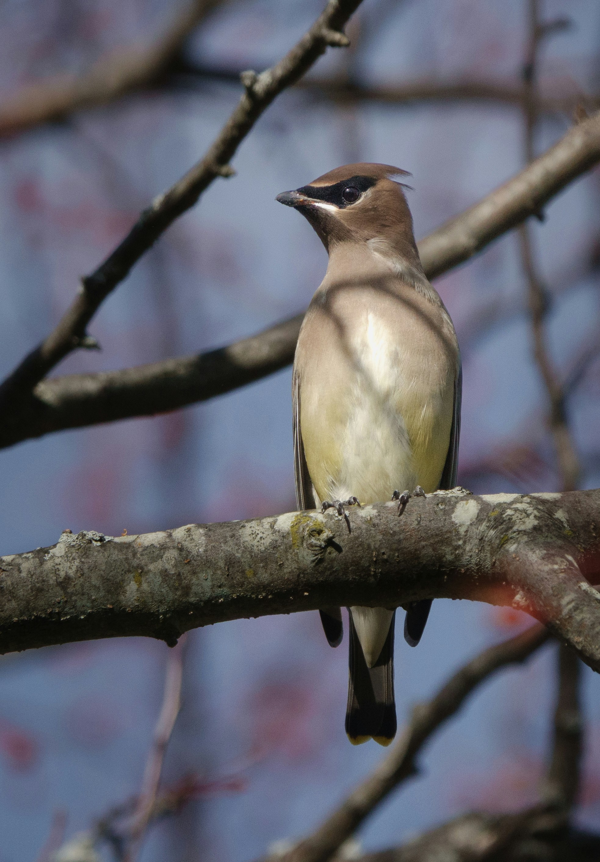 The Watchful Sentinel: A Cedar Waxwing in Nature's Embrace