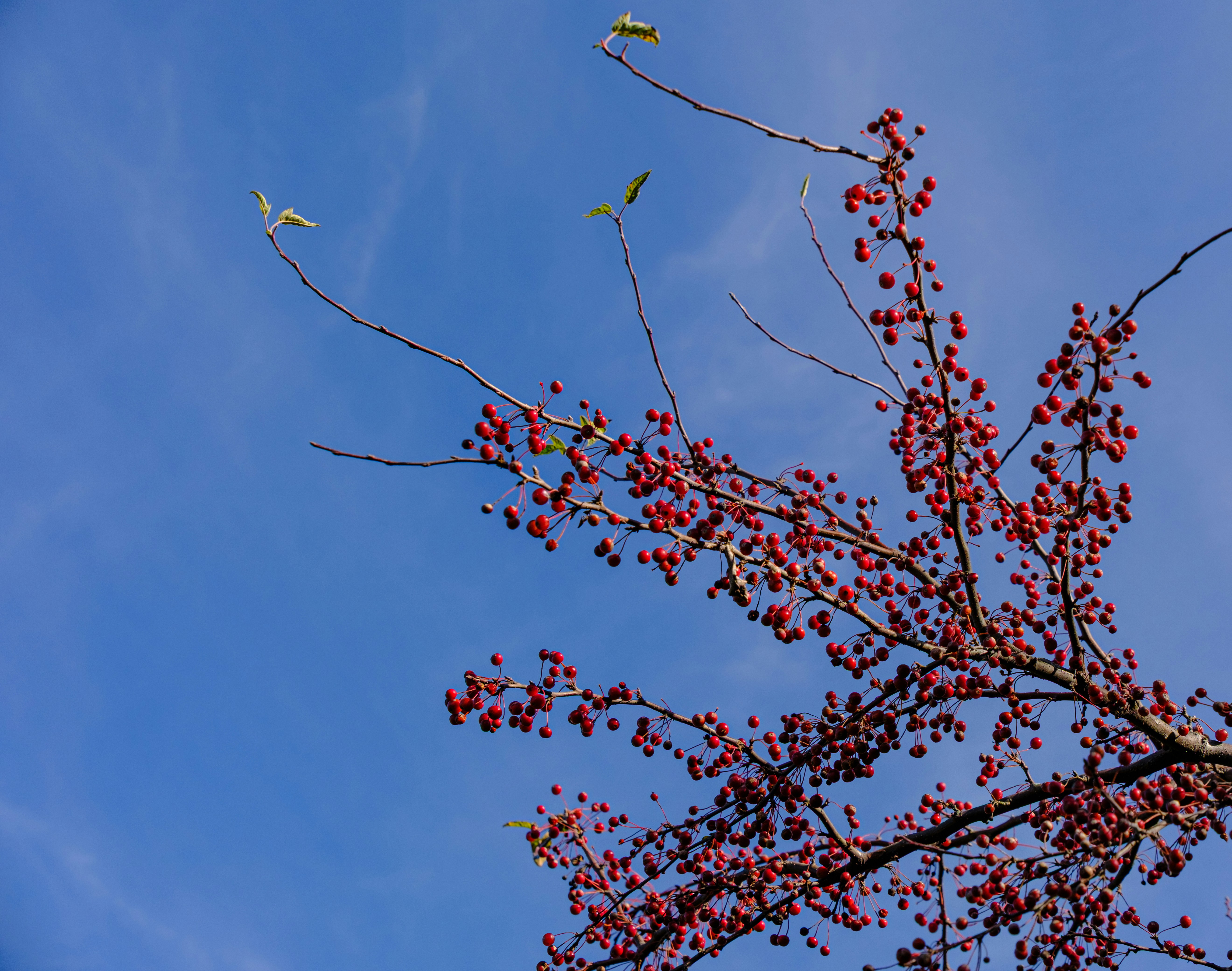 Photo by MICHAEL CHIARA with Fujifilm X-H2S