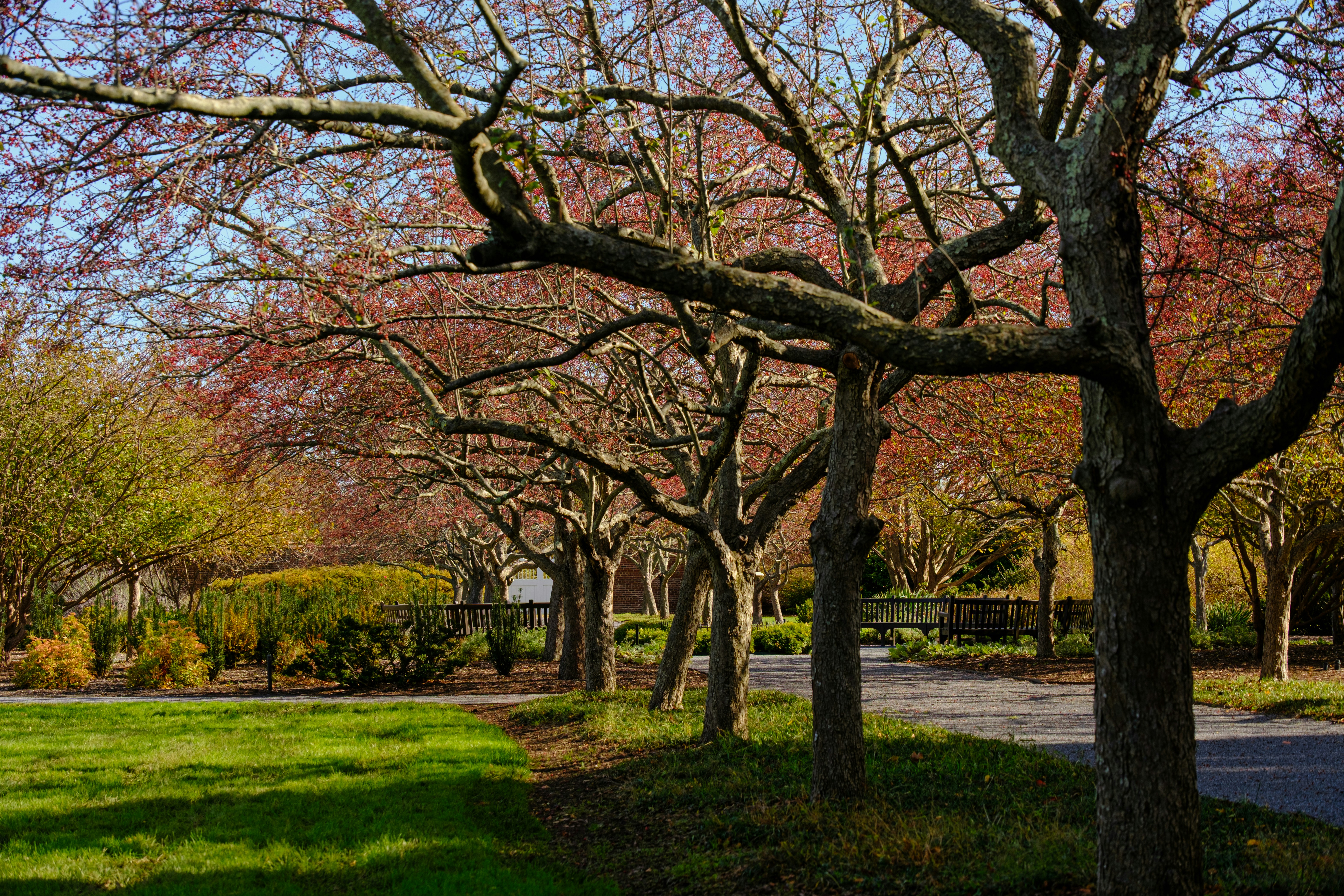 Whispers of Spring: A Gentle Pathway Through Blooming Trees
