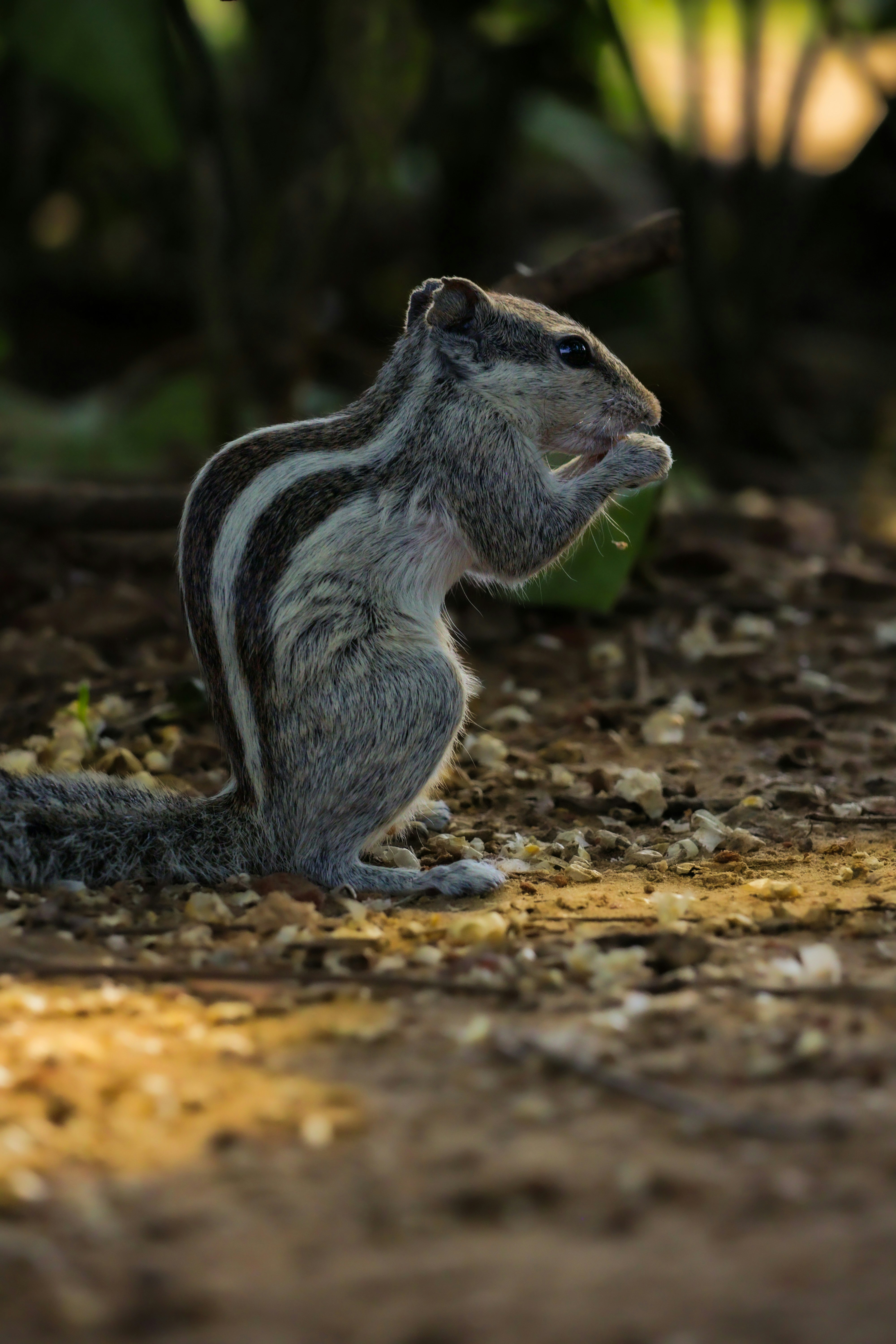 A squirrel stands on its hind legs, nibbling on a snack amidst a forest floor scattered with leaves and twigs.