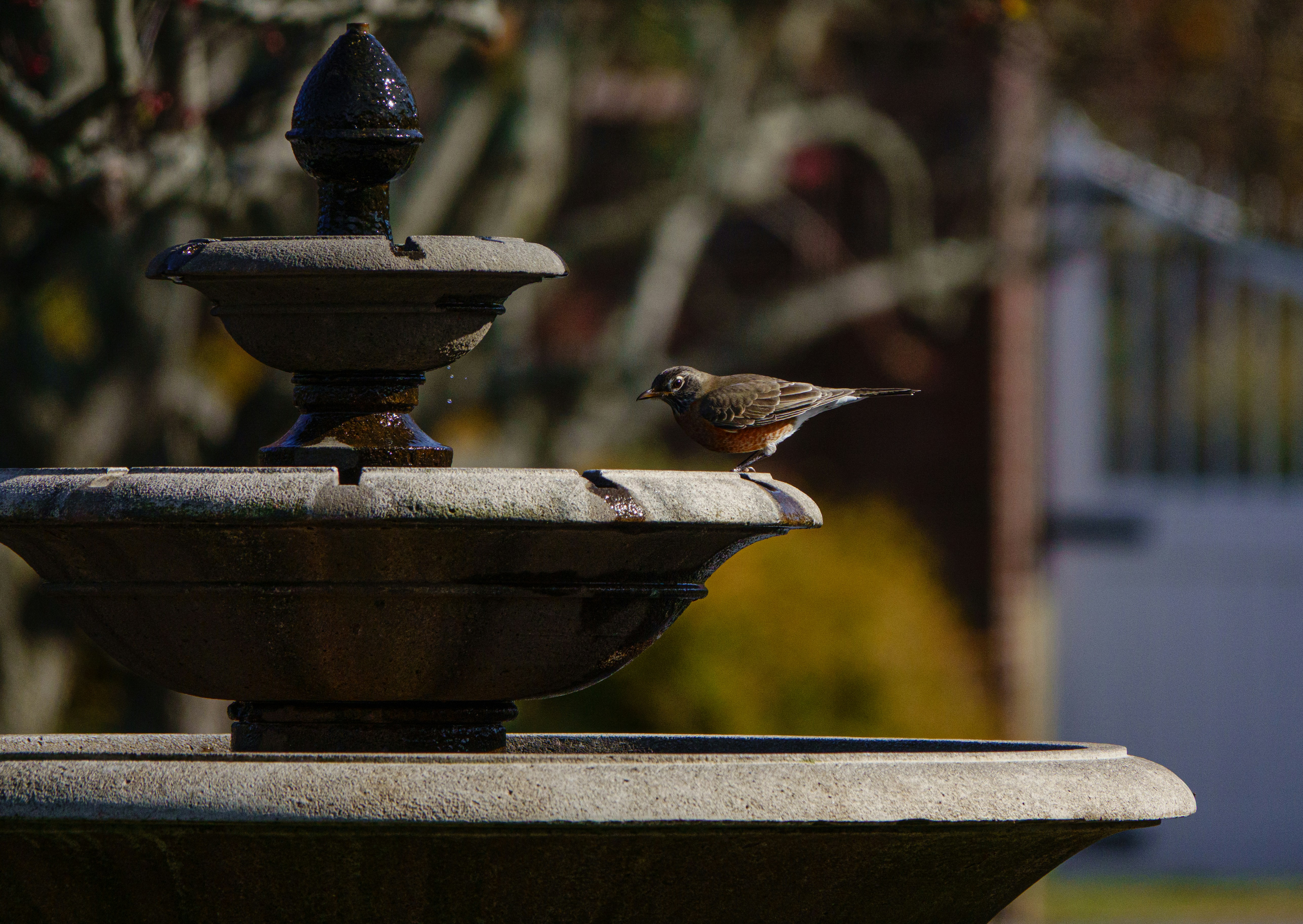 A Serene Moment at the Fountain