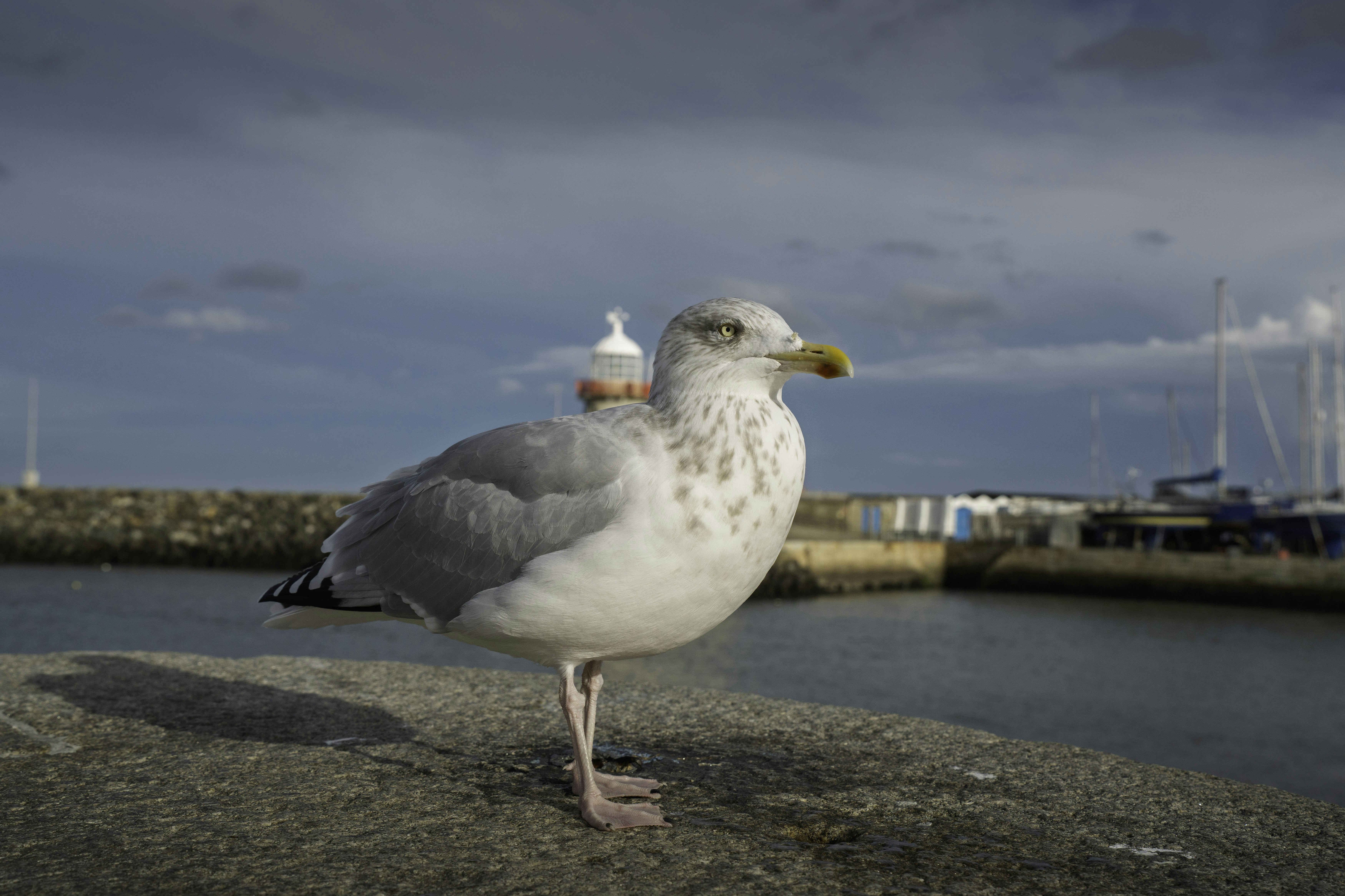 A seagull stands proudly on a stone pier, overlooking a tranquil harbor with boats and a lighthouse in the background.
