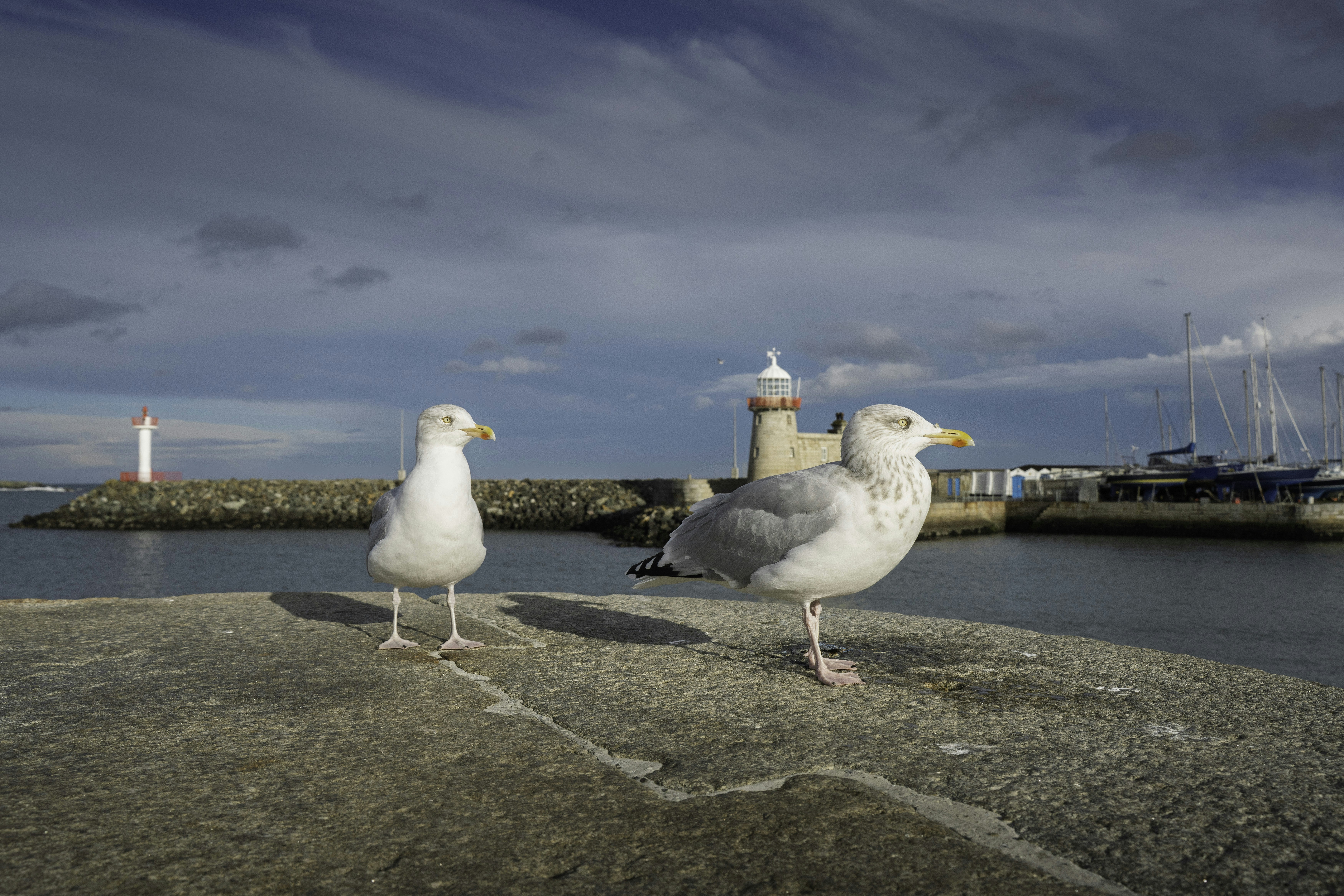 Seagull Sentinel at the Harbor Breakwater