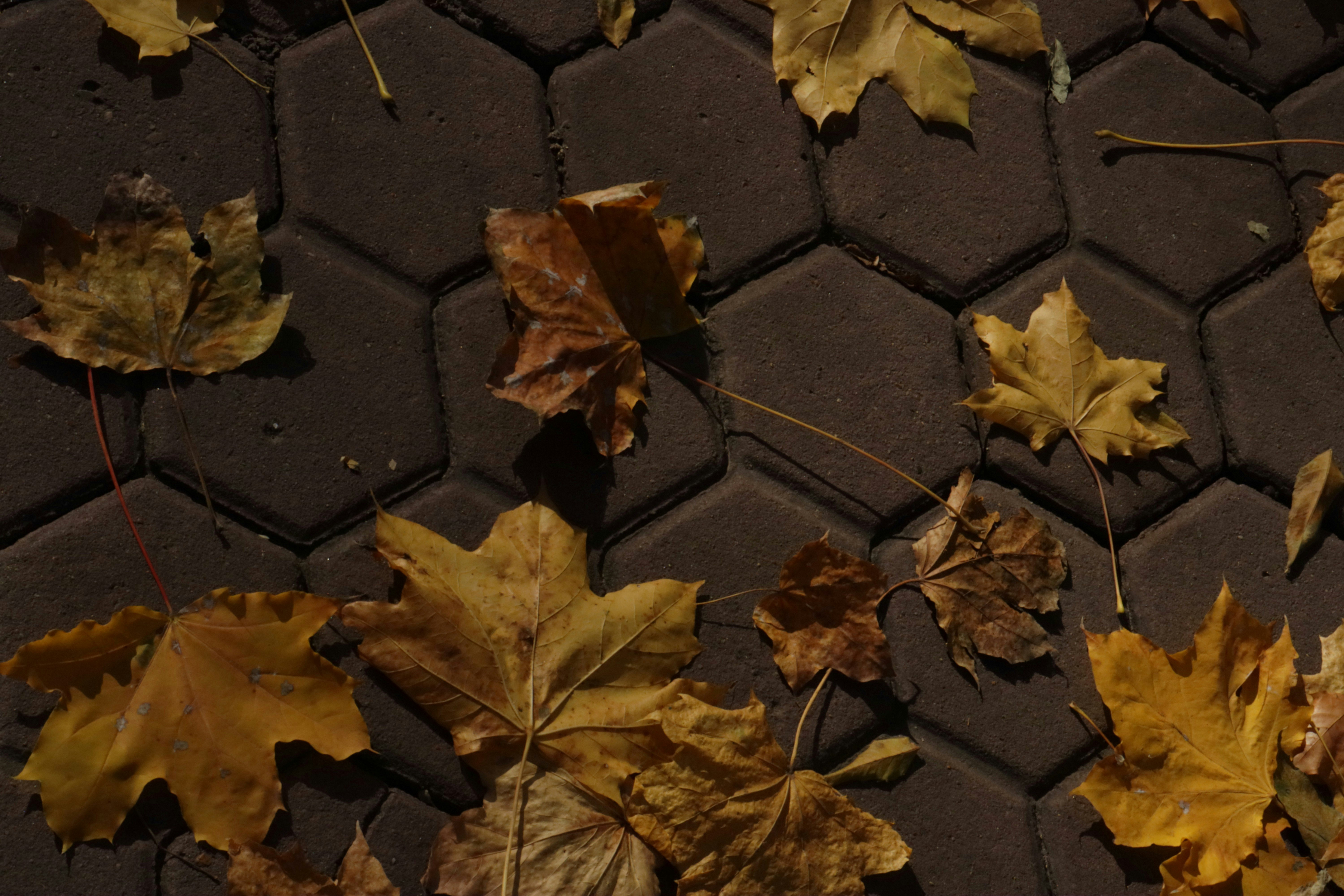 Autumn on Hex Tiles: Leaves Scatter Across a Quiet Pavement