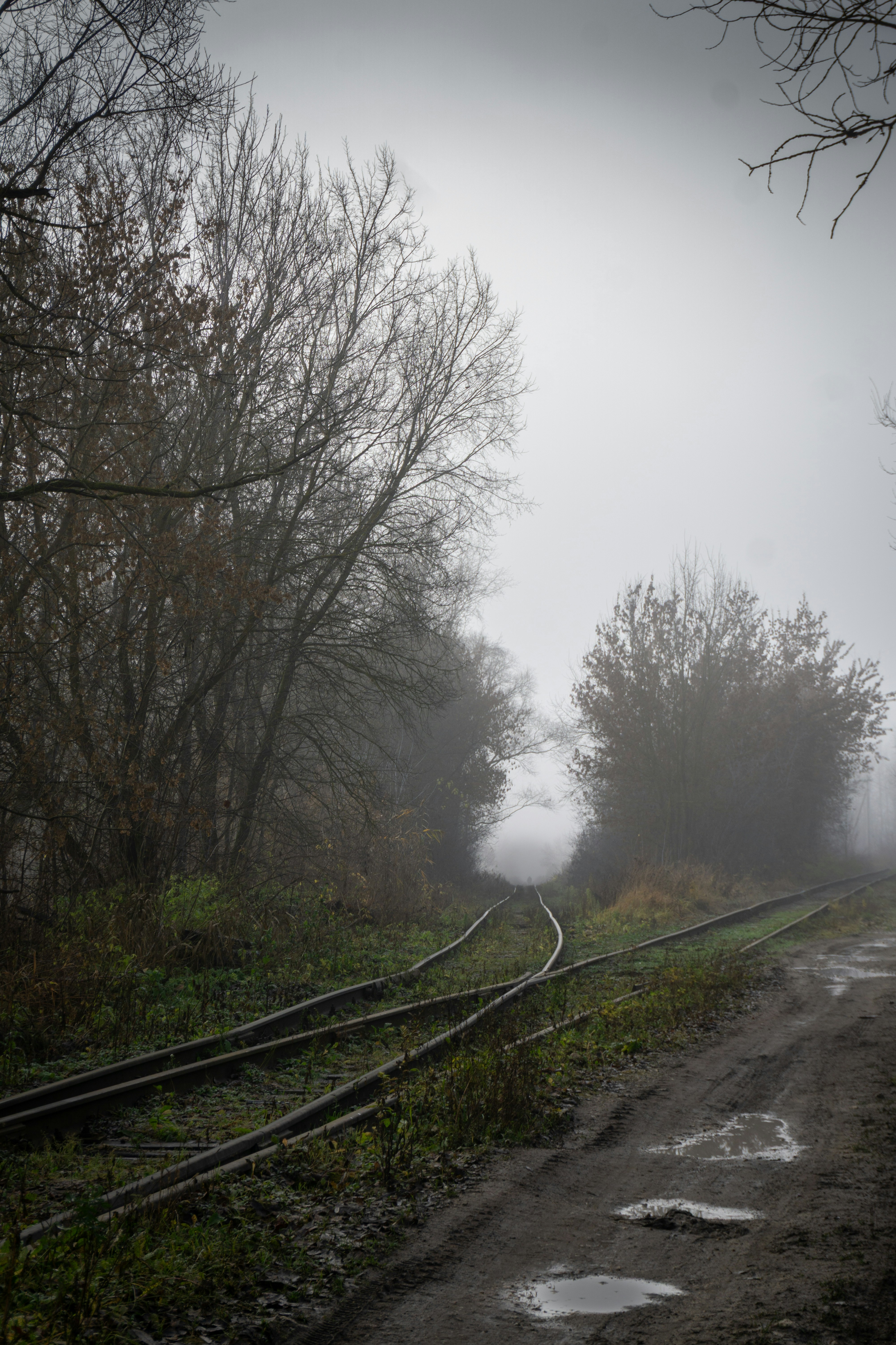 Convergence in the Mist: Rails Vanish into Fog Along a Quiet Corridor