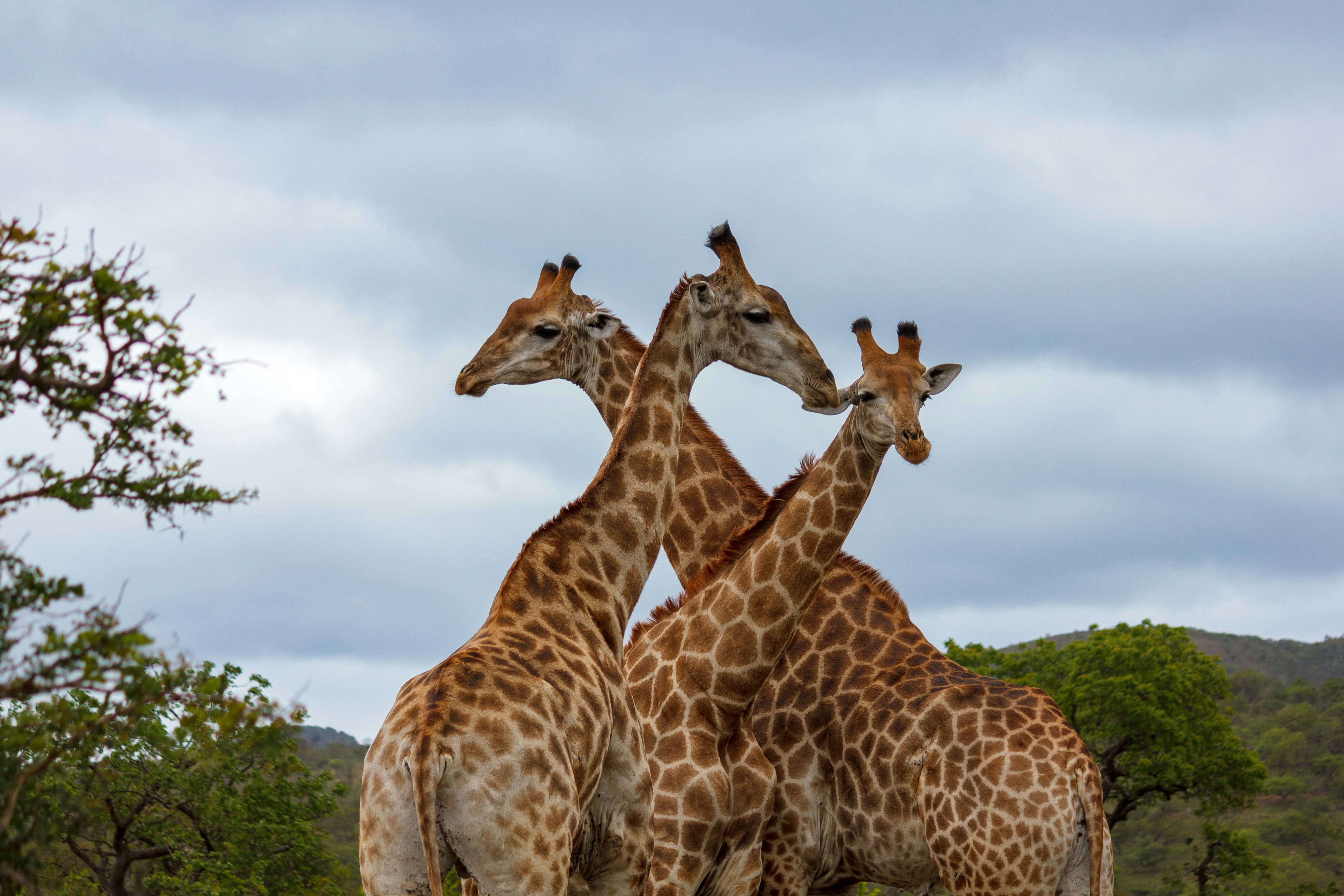 Three giraffes standing together amidst a lush landscape under a moody sky.