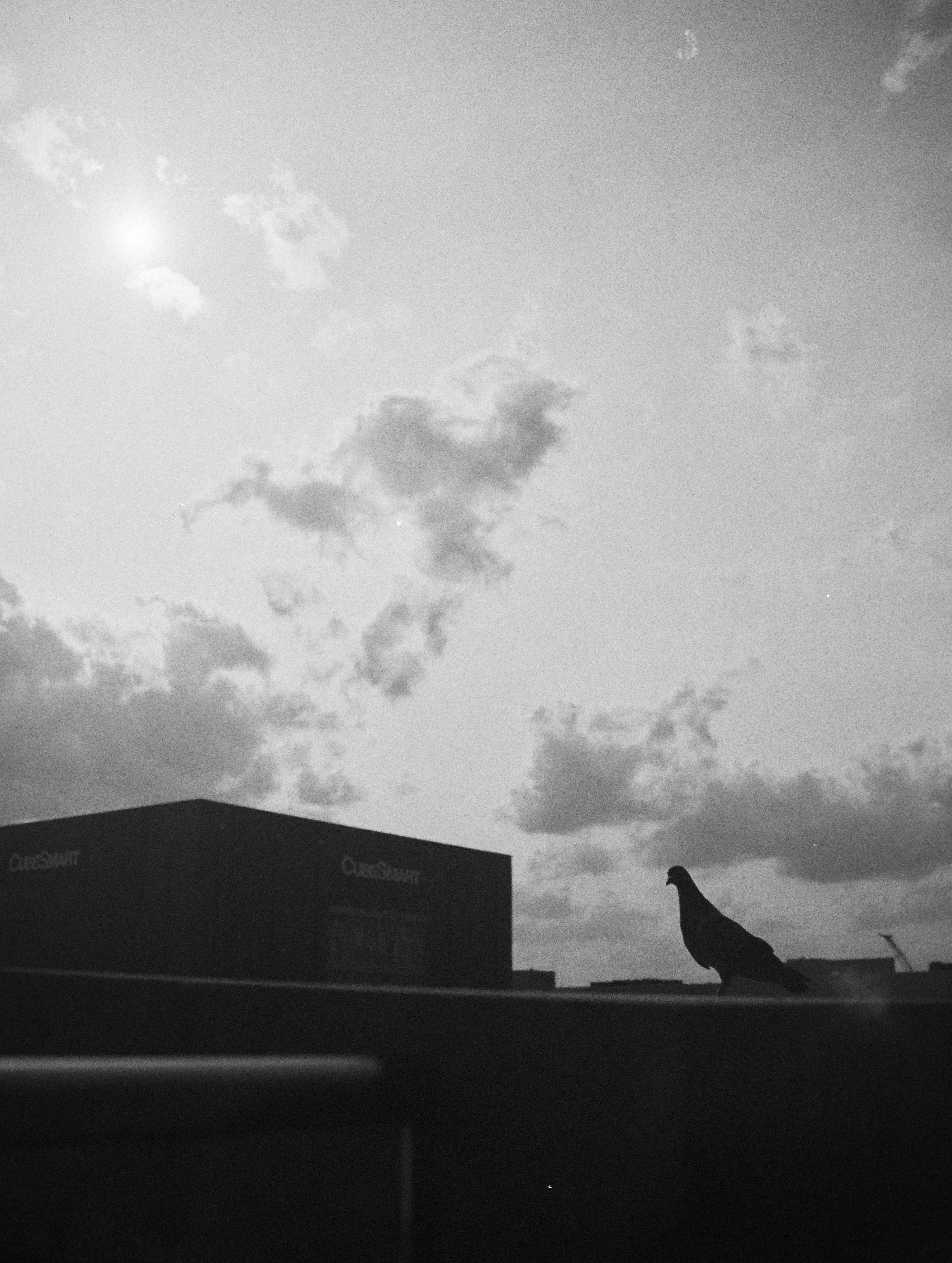 Una silueta de una paloma en una azotea al atardecer. foto – Imagen de ...