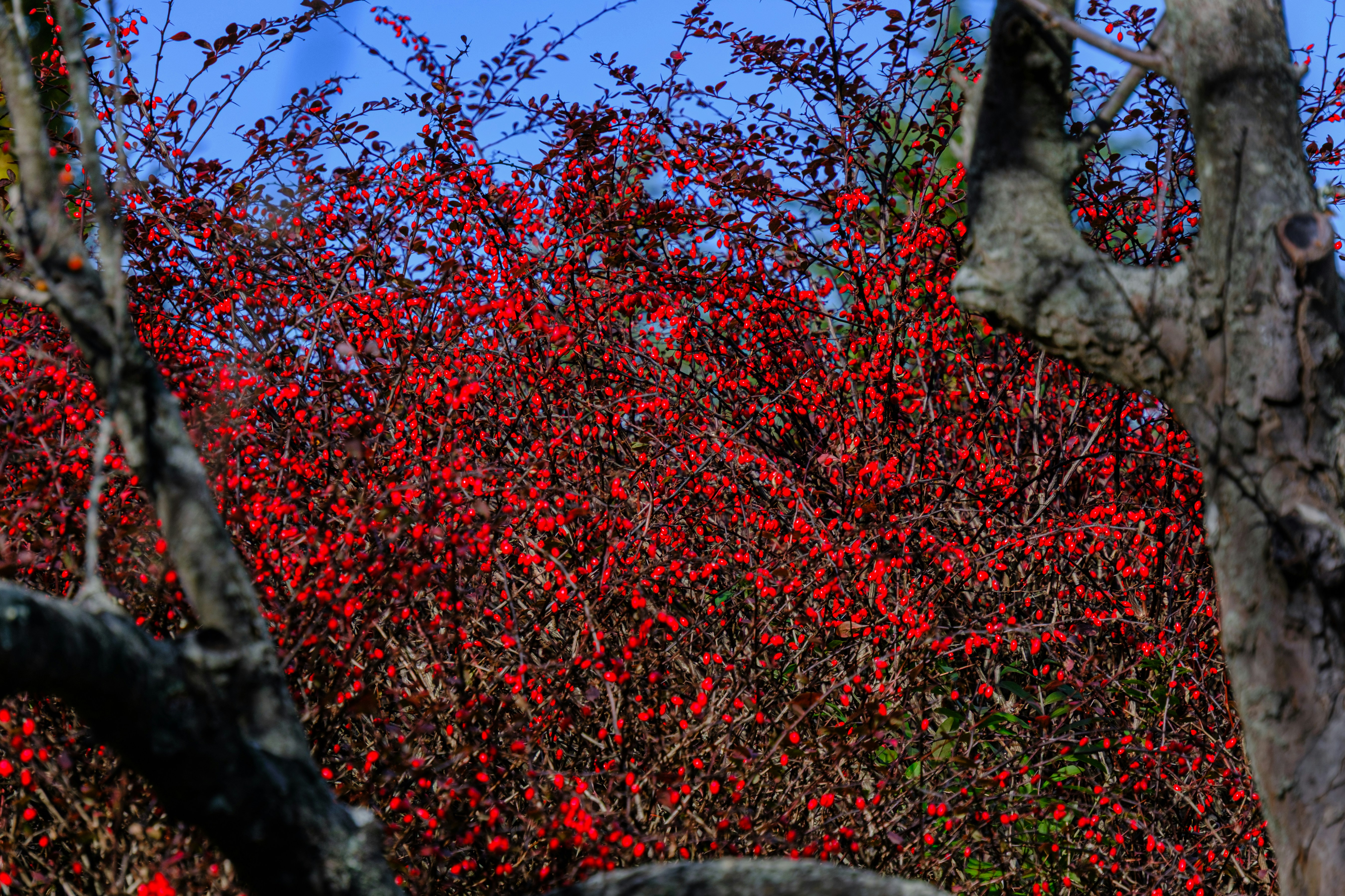 Crimson Whispers Amidst Twisted Branches