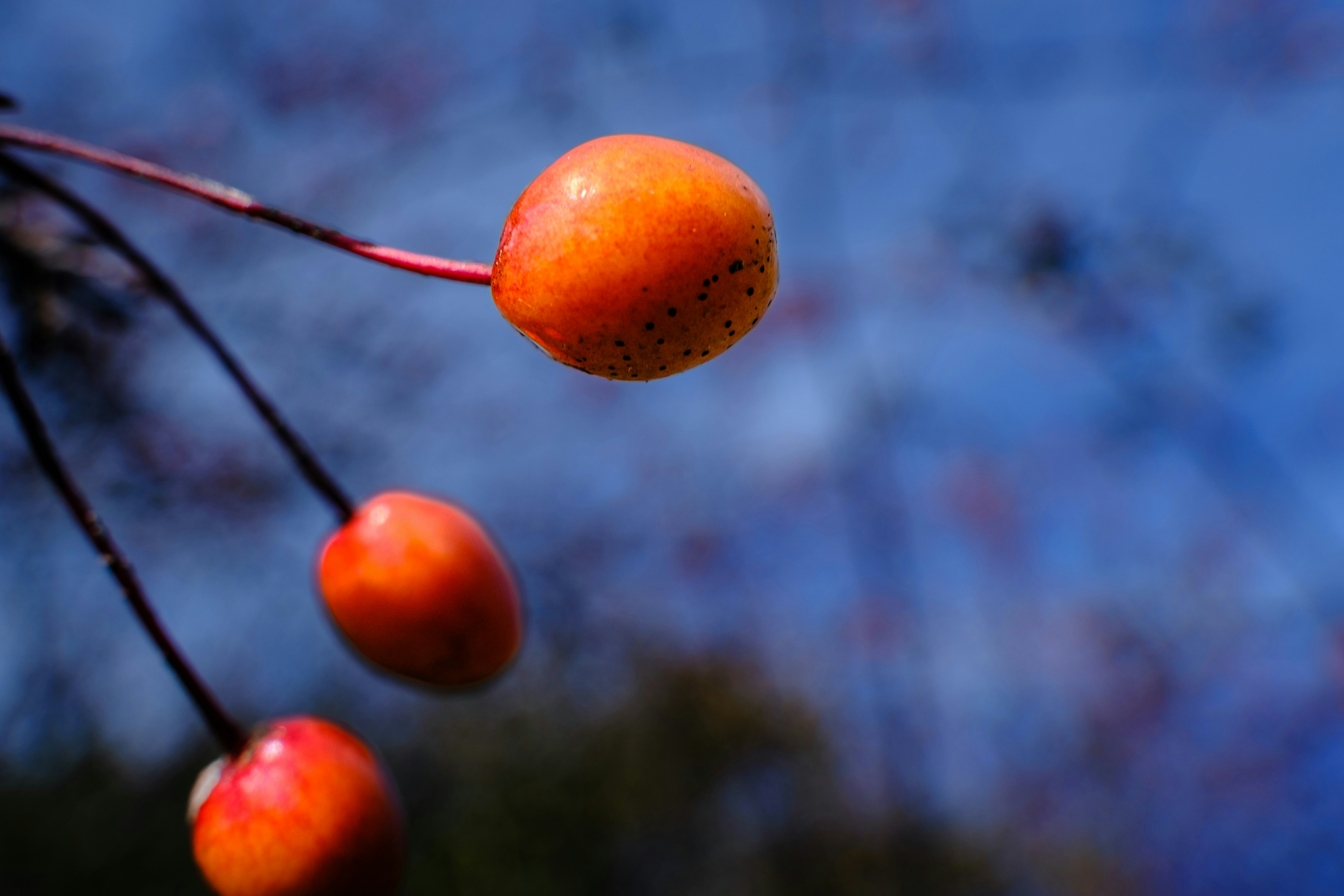 Crimson Berries in a Cerulean Backdrop: a micro-portrait of fall